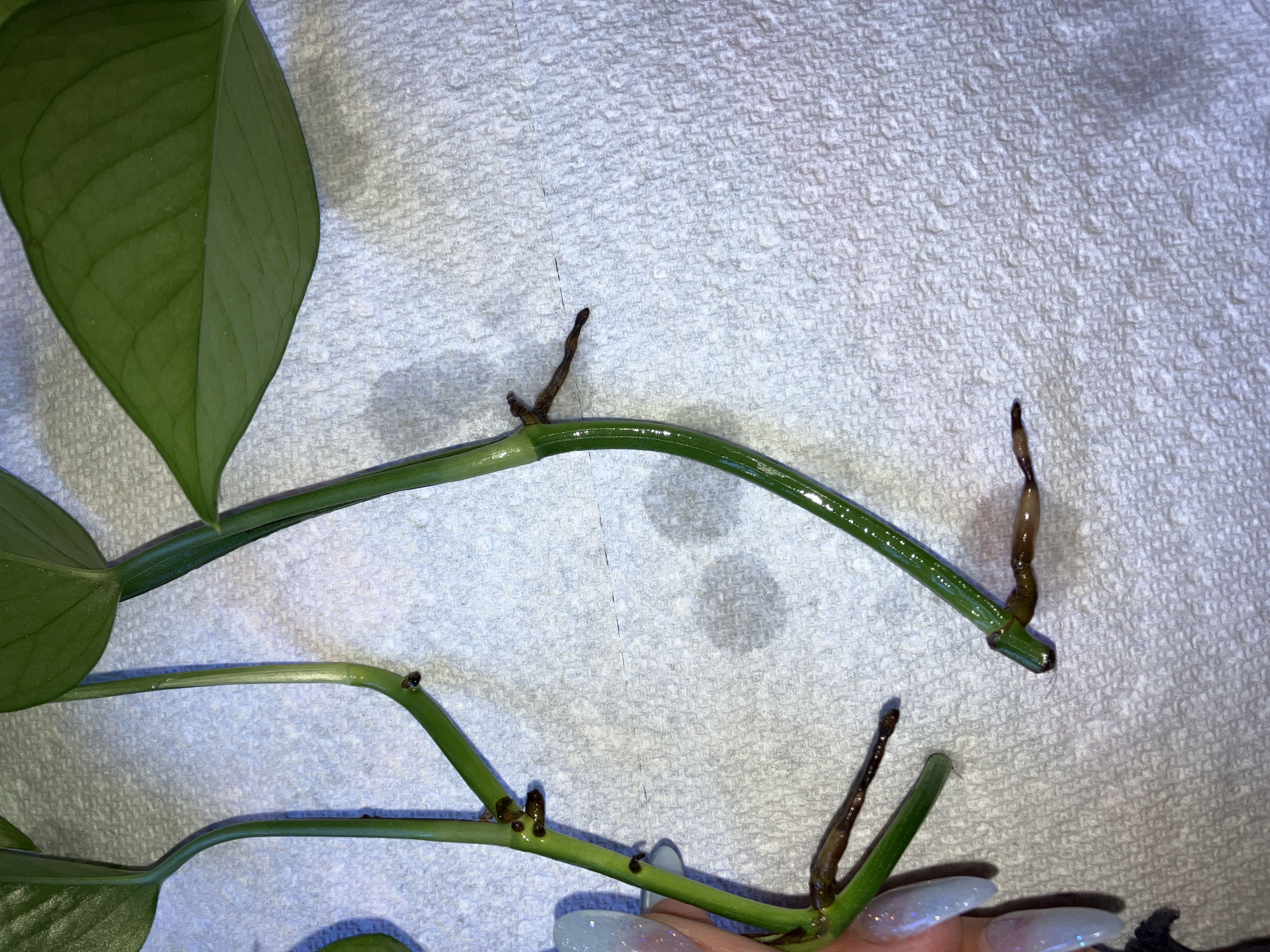 Why are my propagation roots rotting