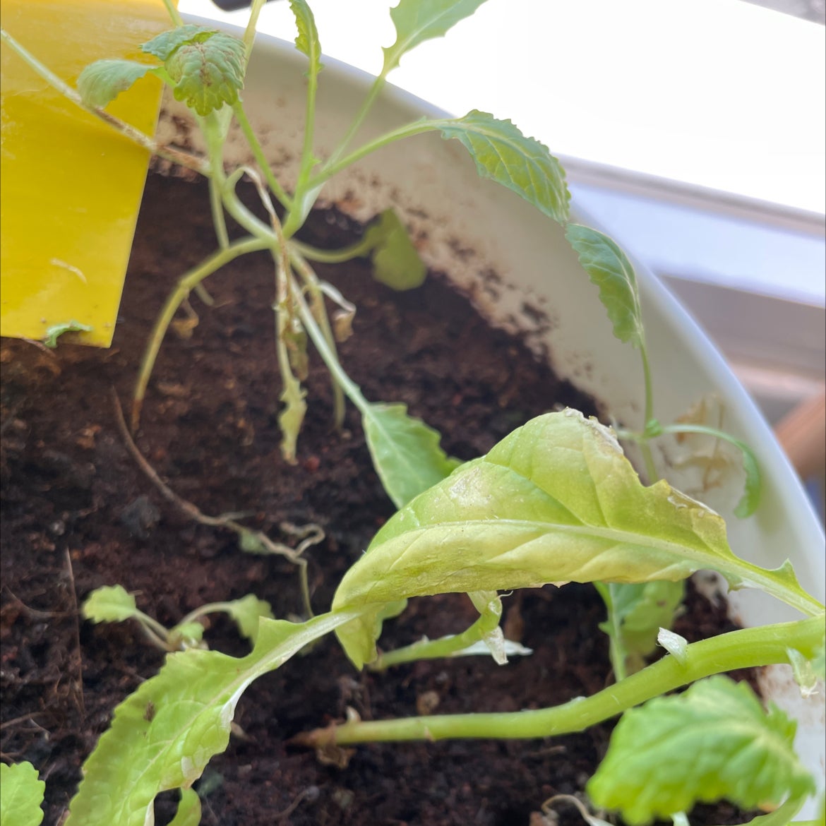 Common Arugula Problems