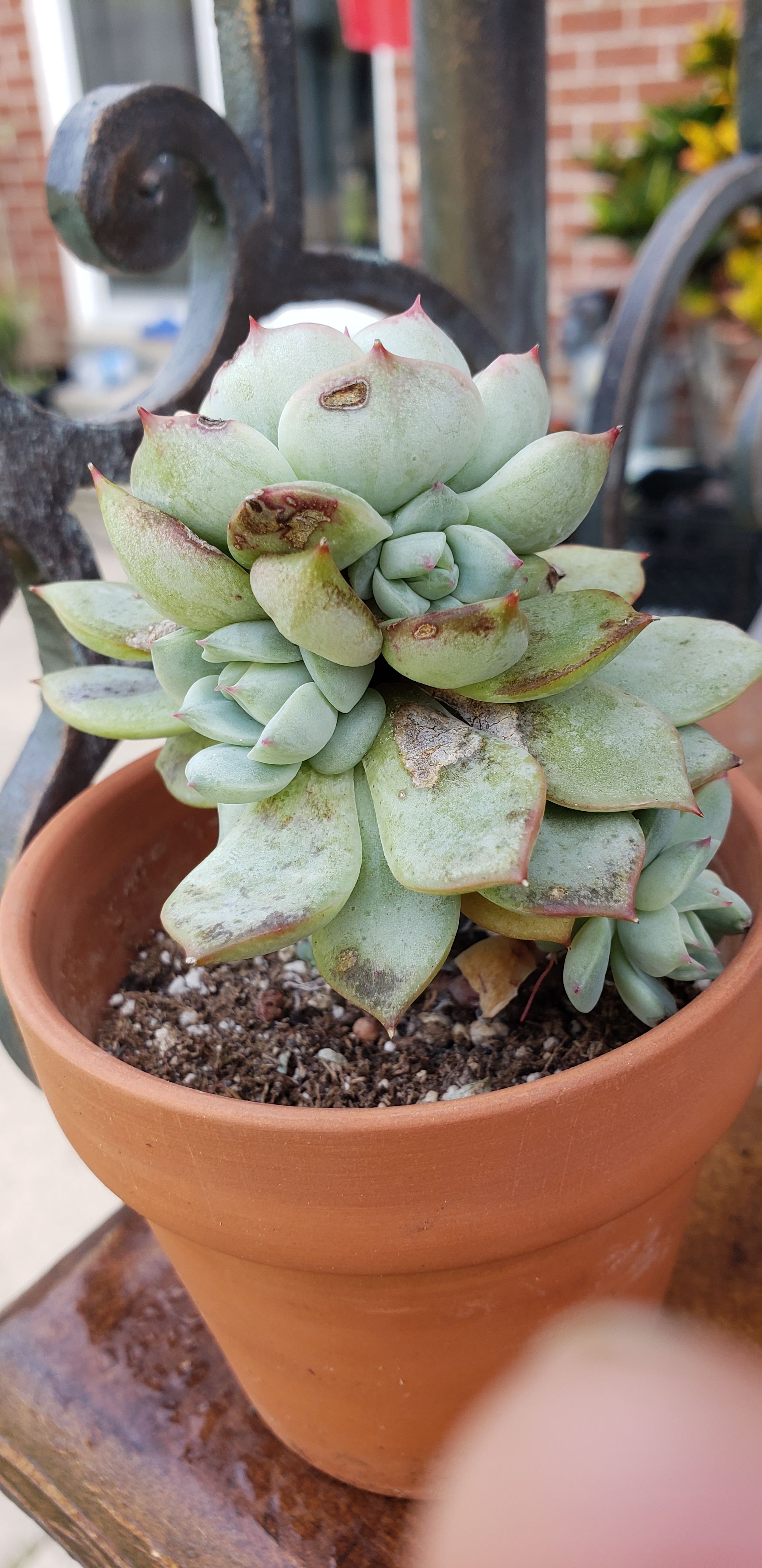 🌵 How Big Your Full Grown Echeveria 'Tippy' Can Get