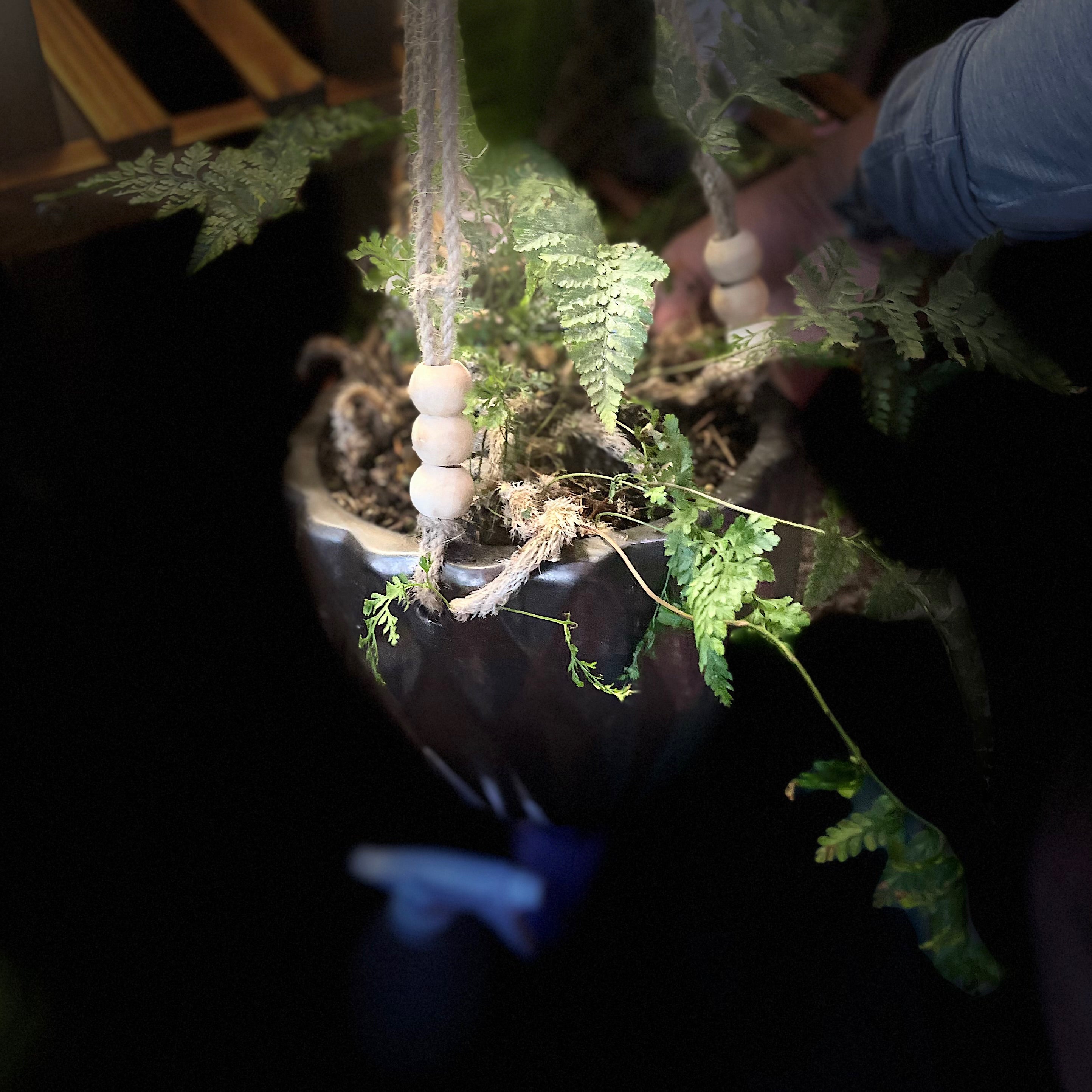 Personalized Squirrel's Foot Fern Care: Water, Light, Nutrients | Greg App