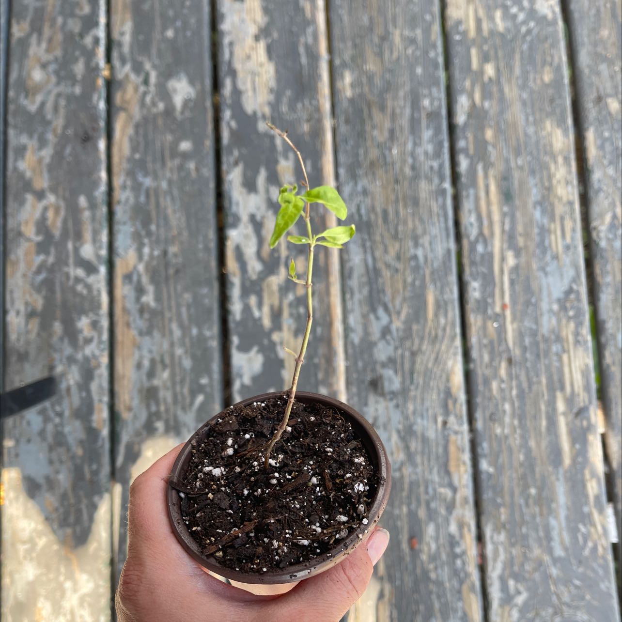 How to Care for Texas Firecracker: Mastering Water, Sunlight & More