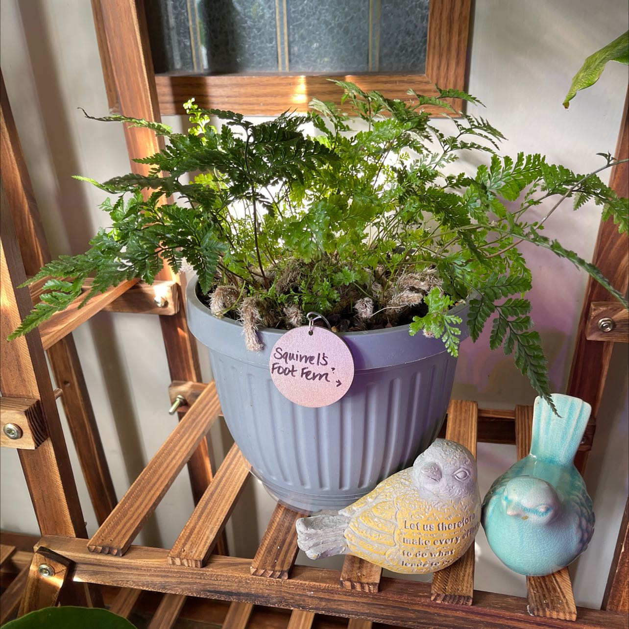 Personalized Squirrel's Foot Fern Care: Water, Light, Nutrients | Greg App