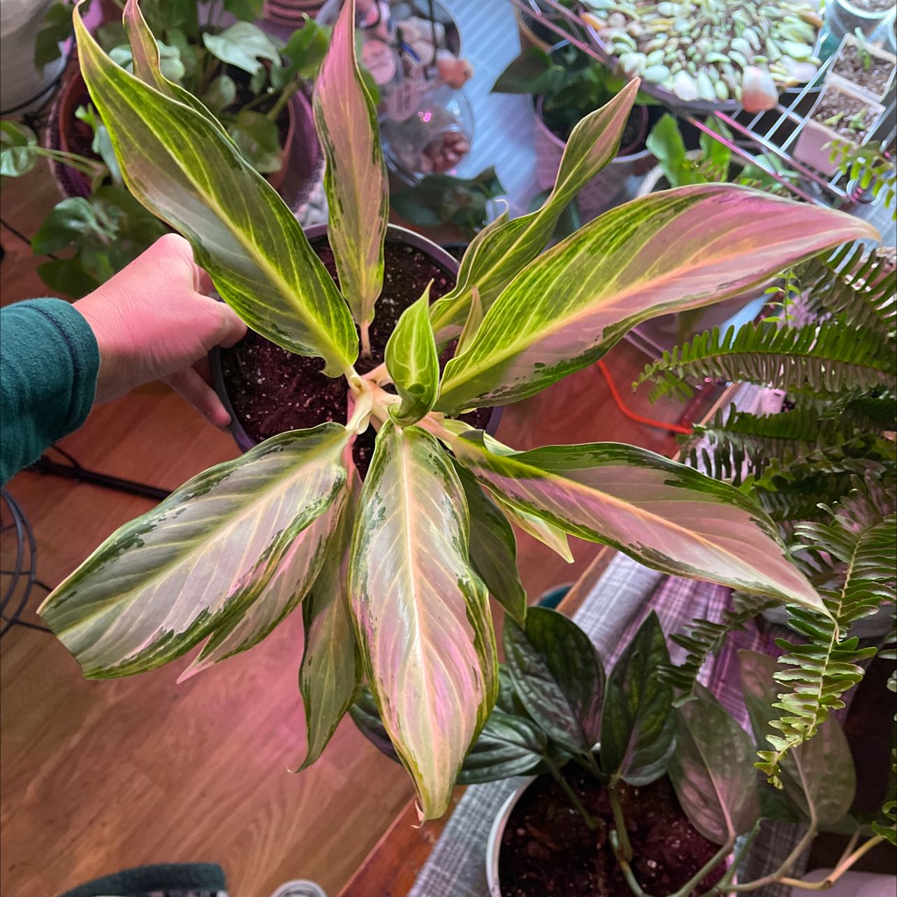 Common Aglaonema 'Cutlass' Problems