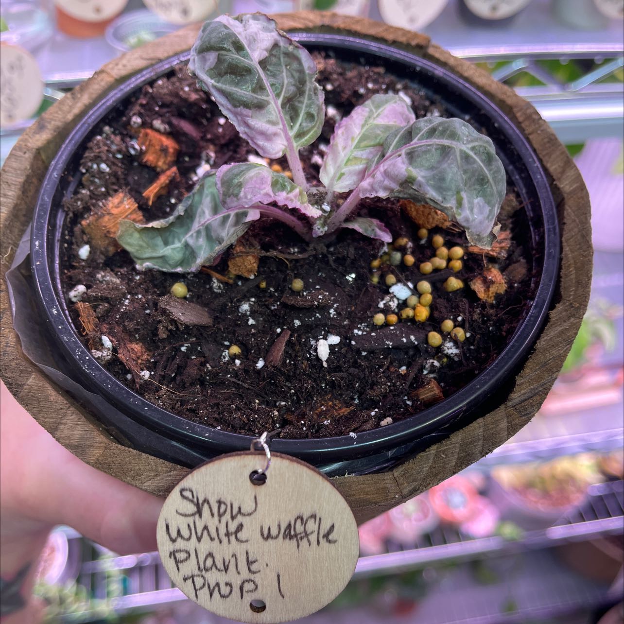 ️ How Can You Tell If A Snow White Waffle Plant Is Dying?