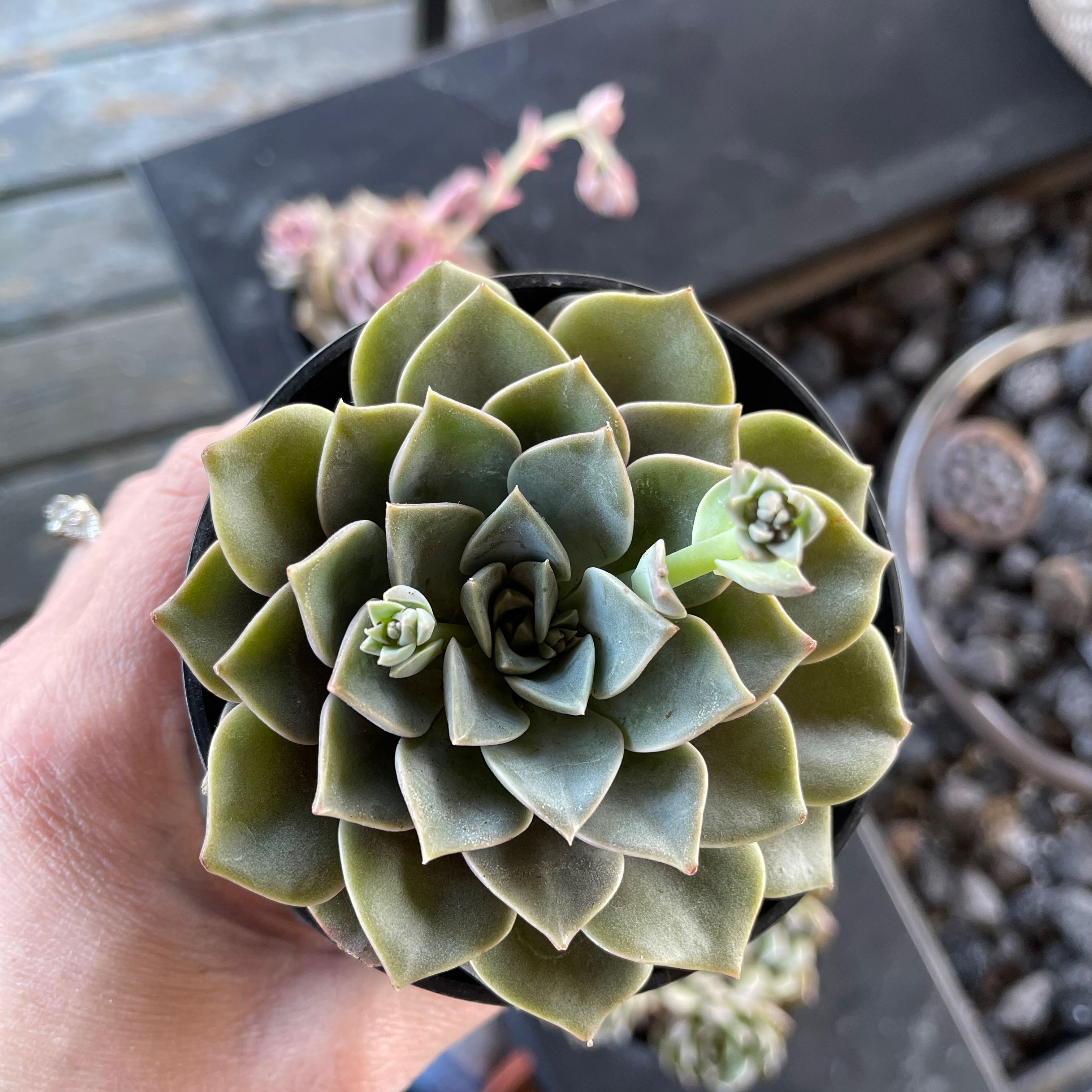 Choosing Fertilizer For My Taciveria 'Tasha'