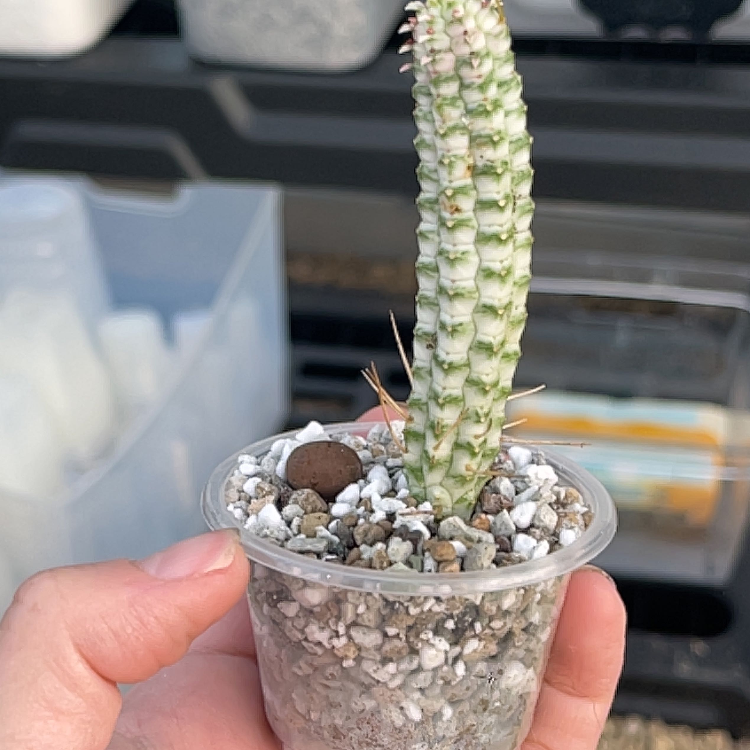 🌽 What To Do About Bugs on My Variegated Indian Corn Cob?