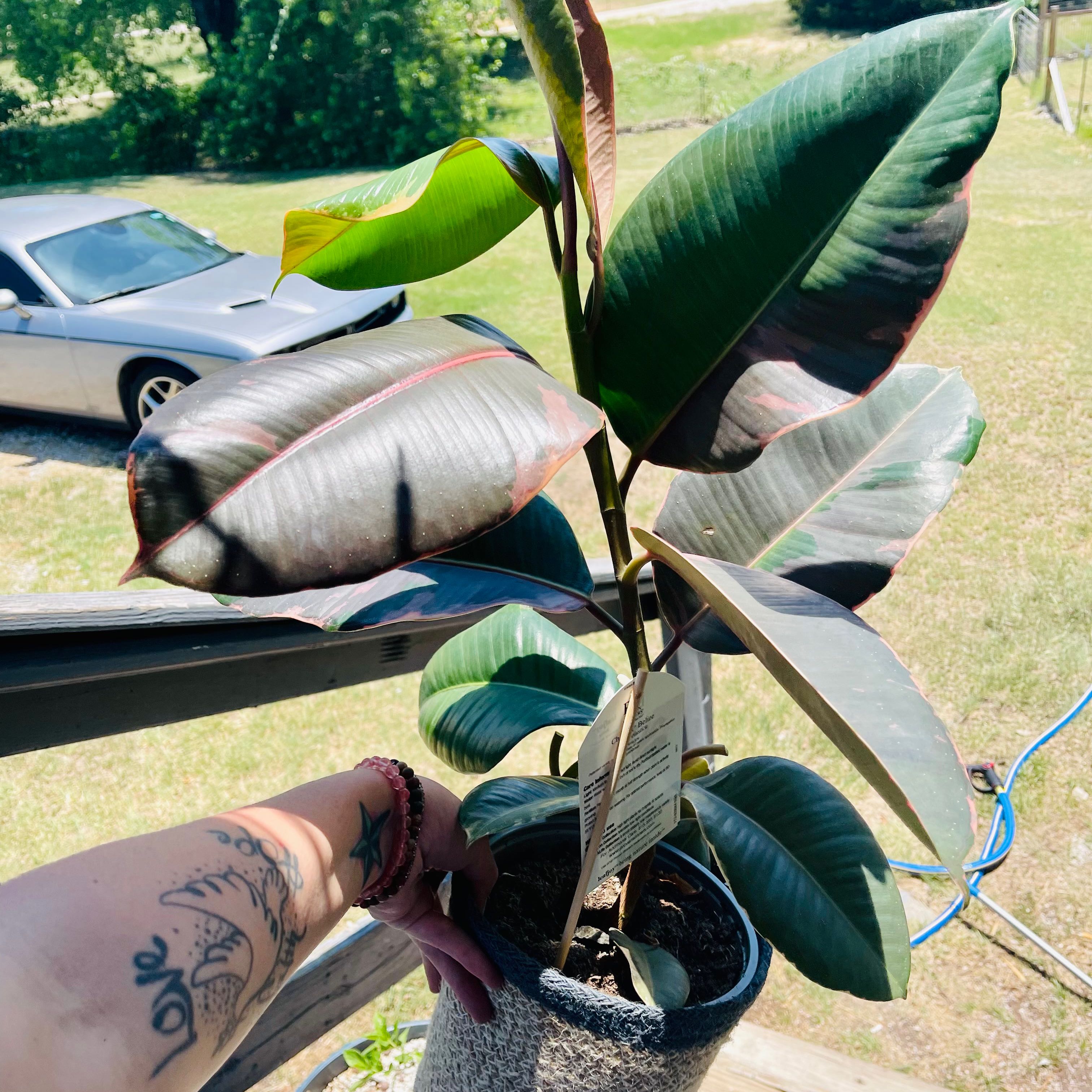 Diagnosing ficus 'belize' root rot