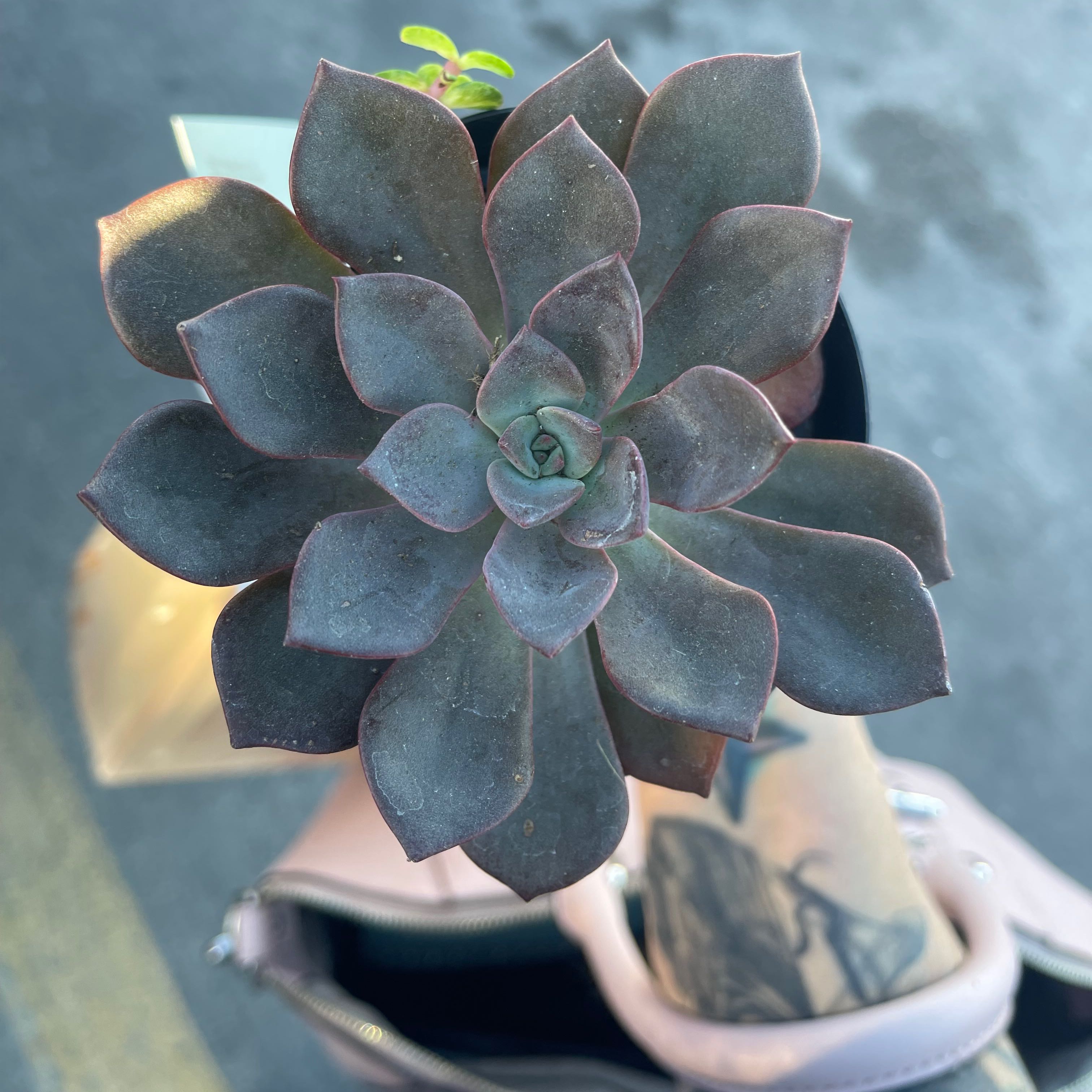 Echeveria Jessica Plant Care: Water, Light, Nutrients | Greg App 🌱
