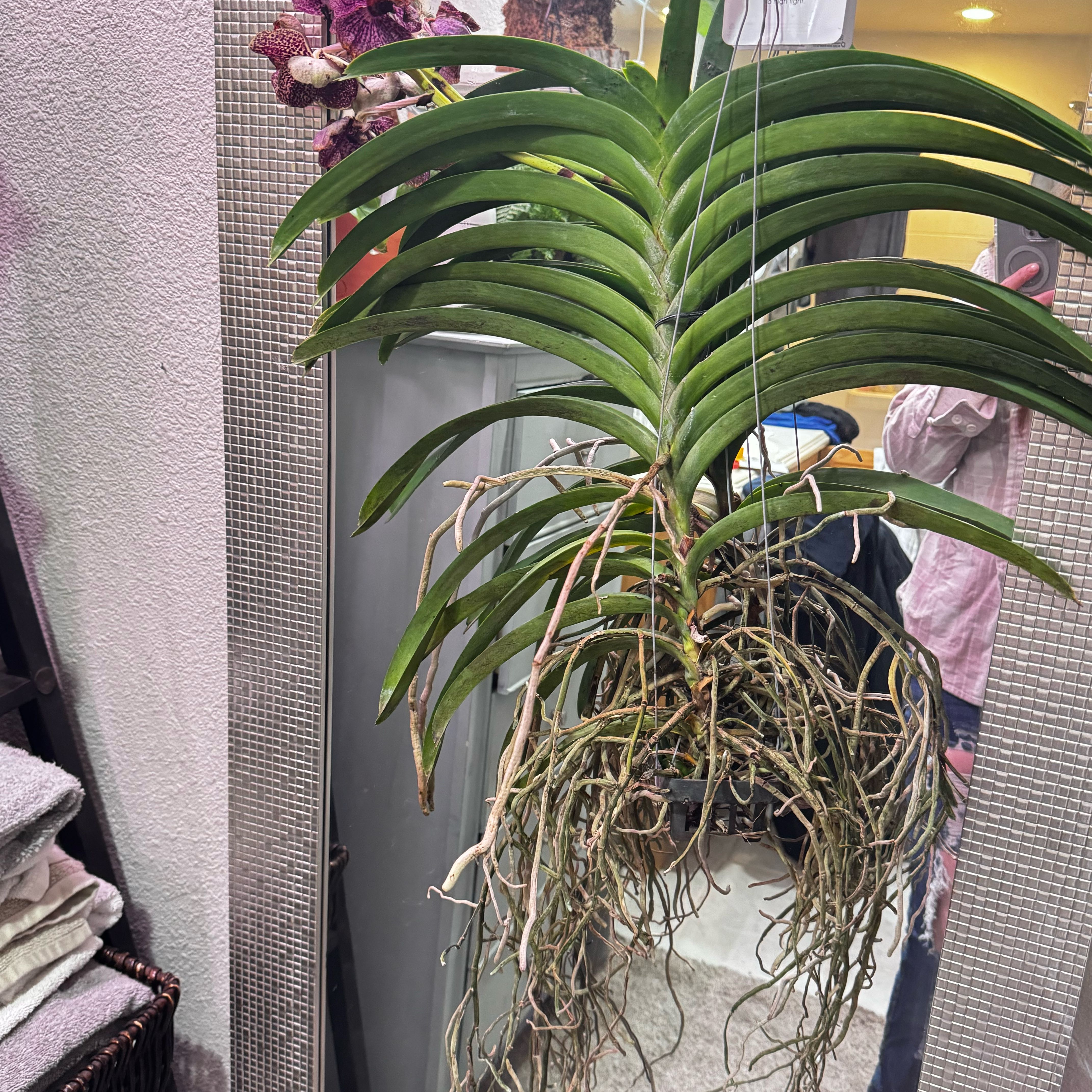 Light Requirements For Your Vanda orchid