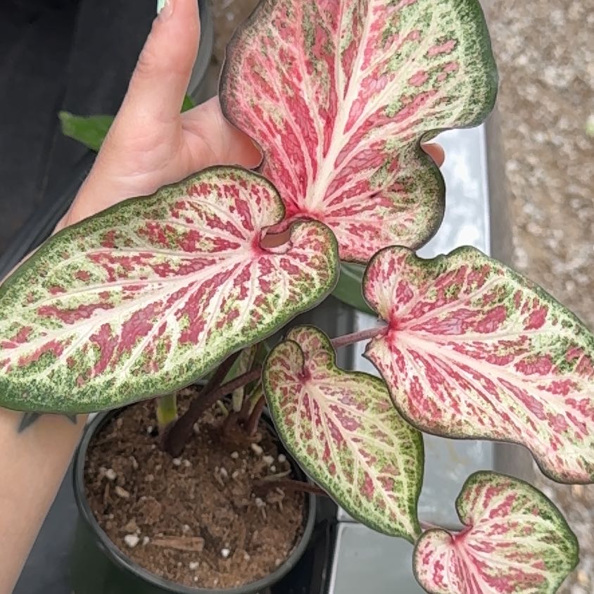 The Complete Angel Wings Plant Care Guide: Water, Light & Beyond