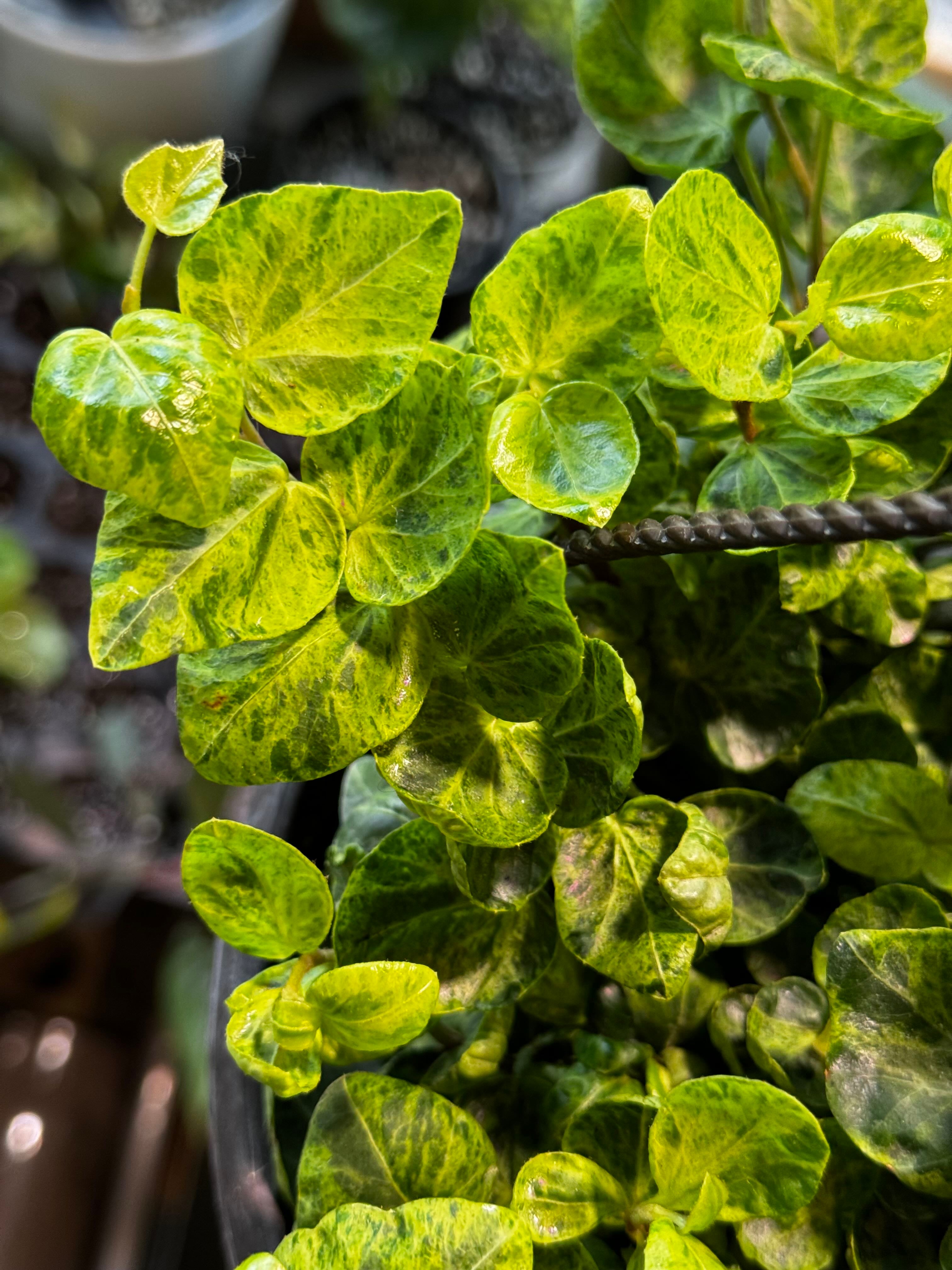 How to Care for Pixie Dixie Ivy: Mastering Water, Sunlight & More