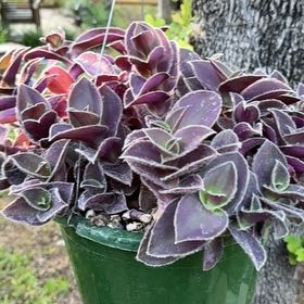 The Complete Tradescantia Purple Fuzzy Plant Care Guide: Water, Light ...