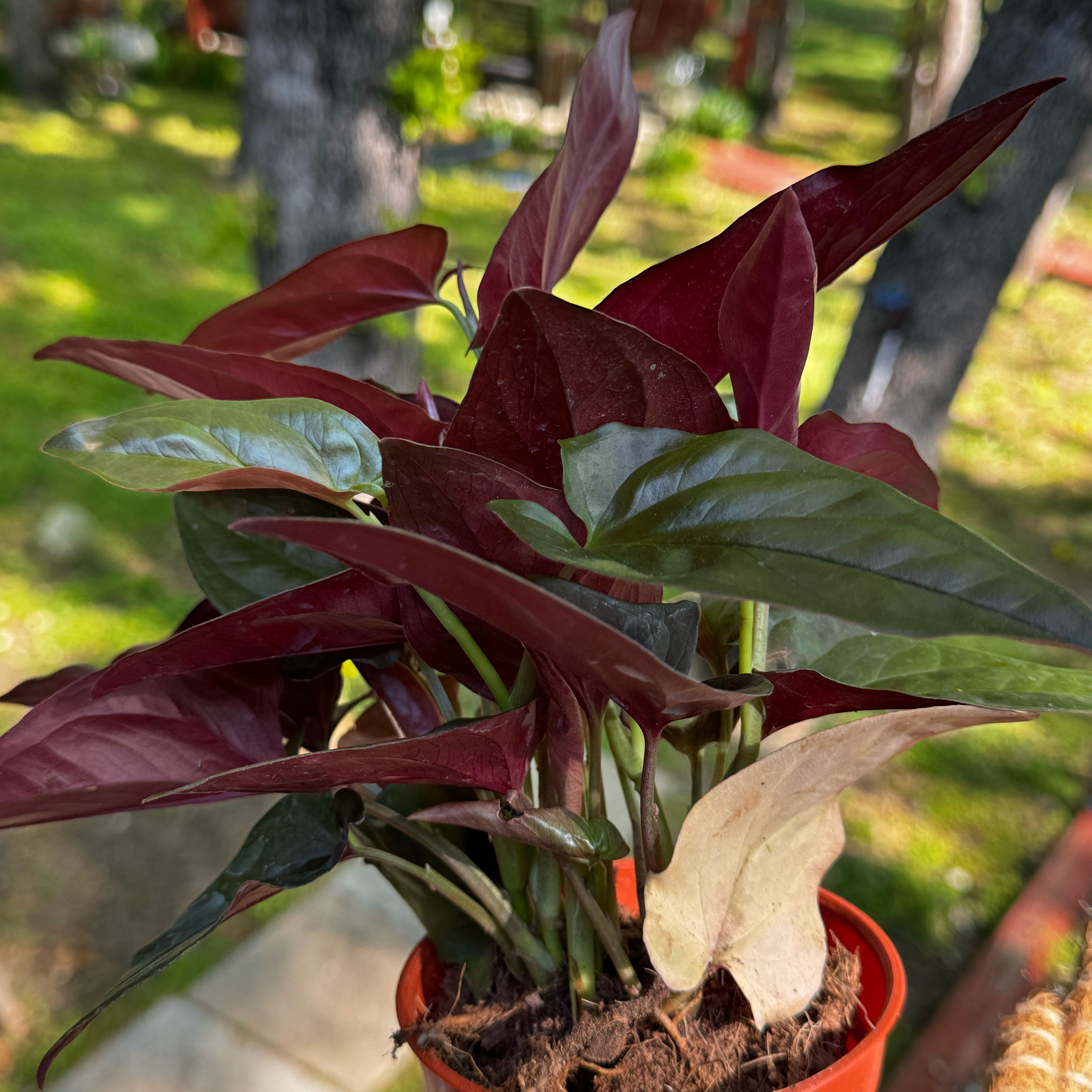 Why Are There Brown Spots on My Syngonium 'Red Arrow'?