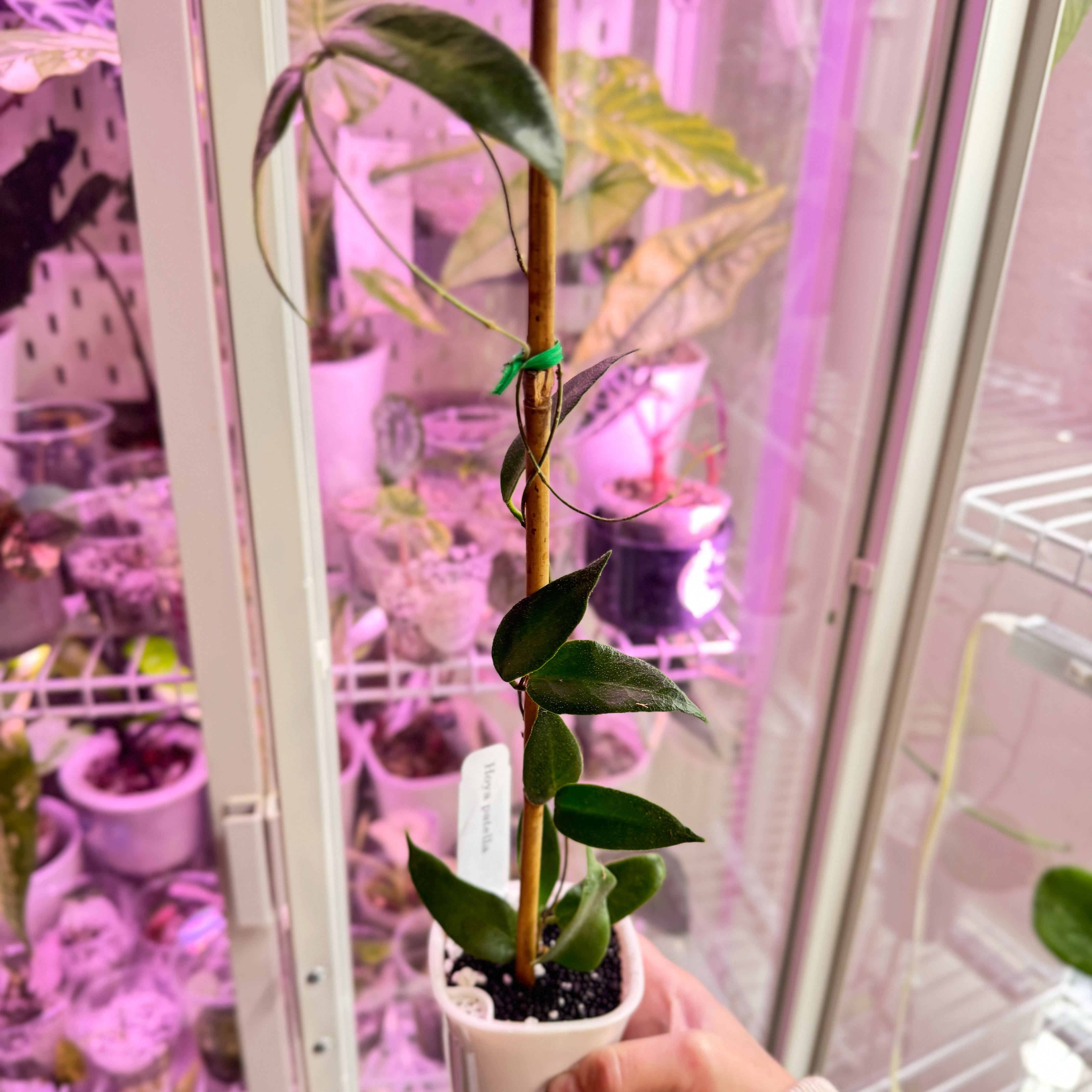 The Complete Hoya patella Plant Care Guide: Water, Light & Beyond