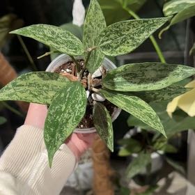 Hoya 'Rangsan Splash': How Much Water & Light Does it Need to Thrive?