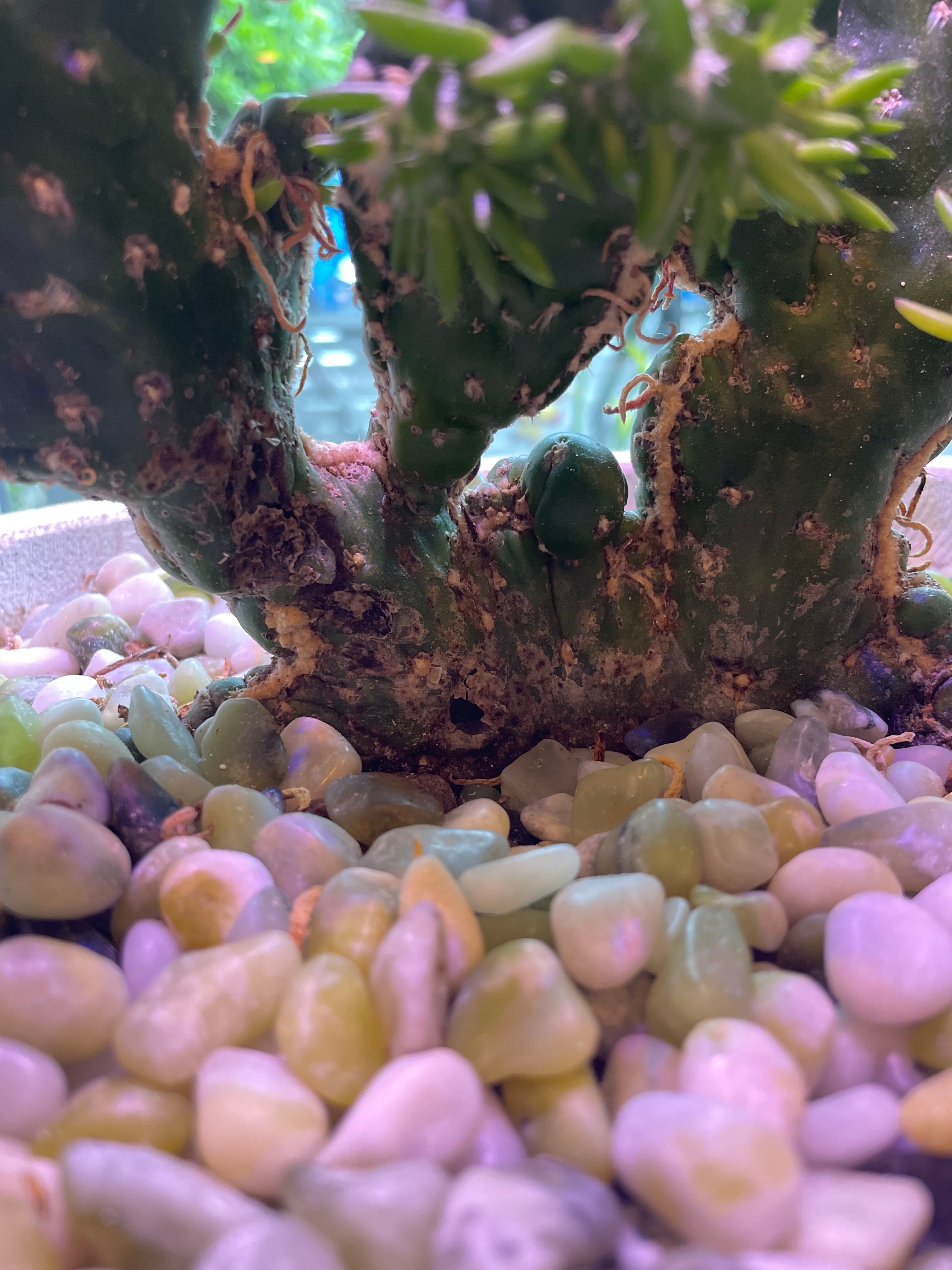 How to Propagate Your Eve's Needle Cactus