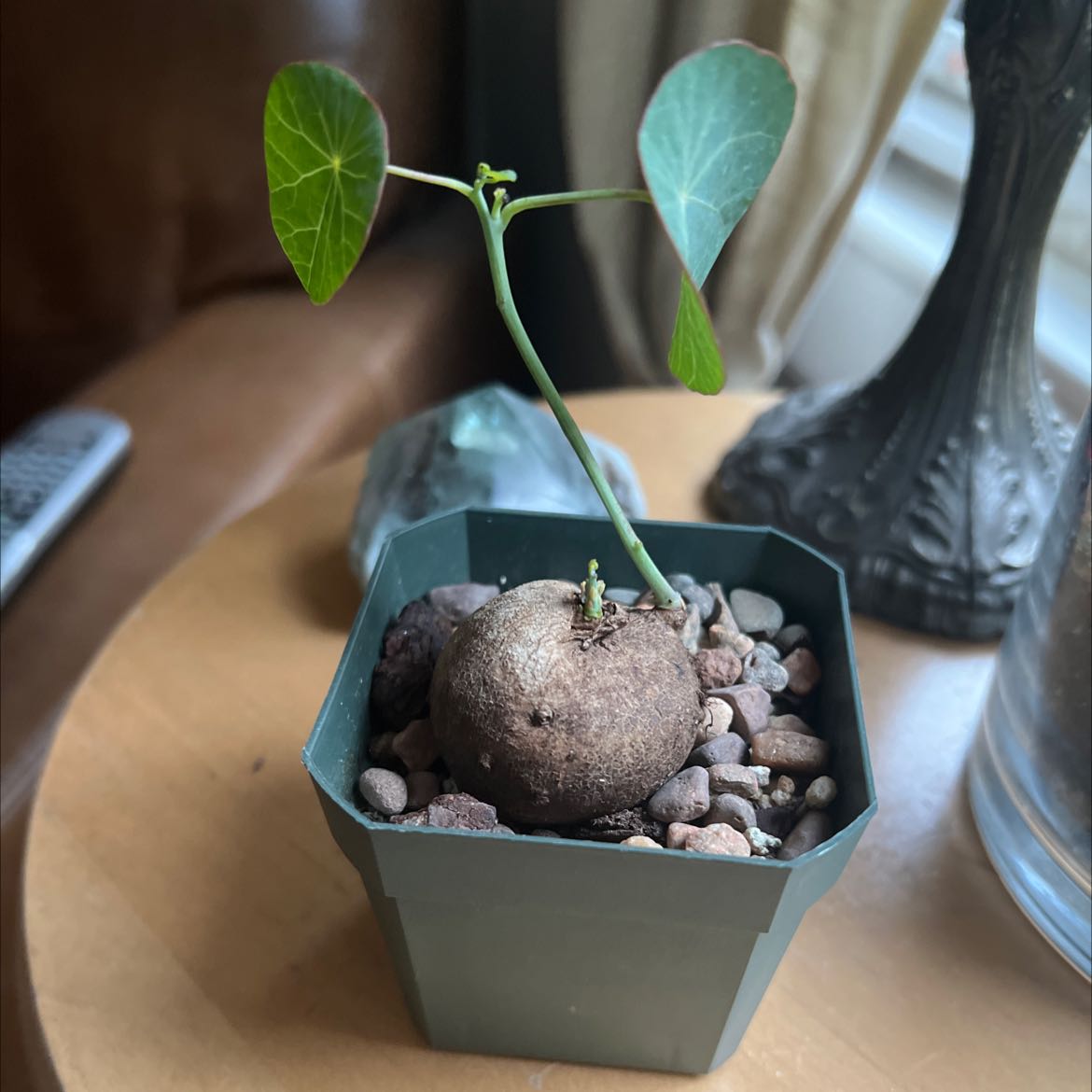 10 Benefits of Having a Stephania erecta