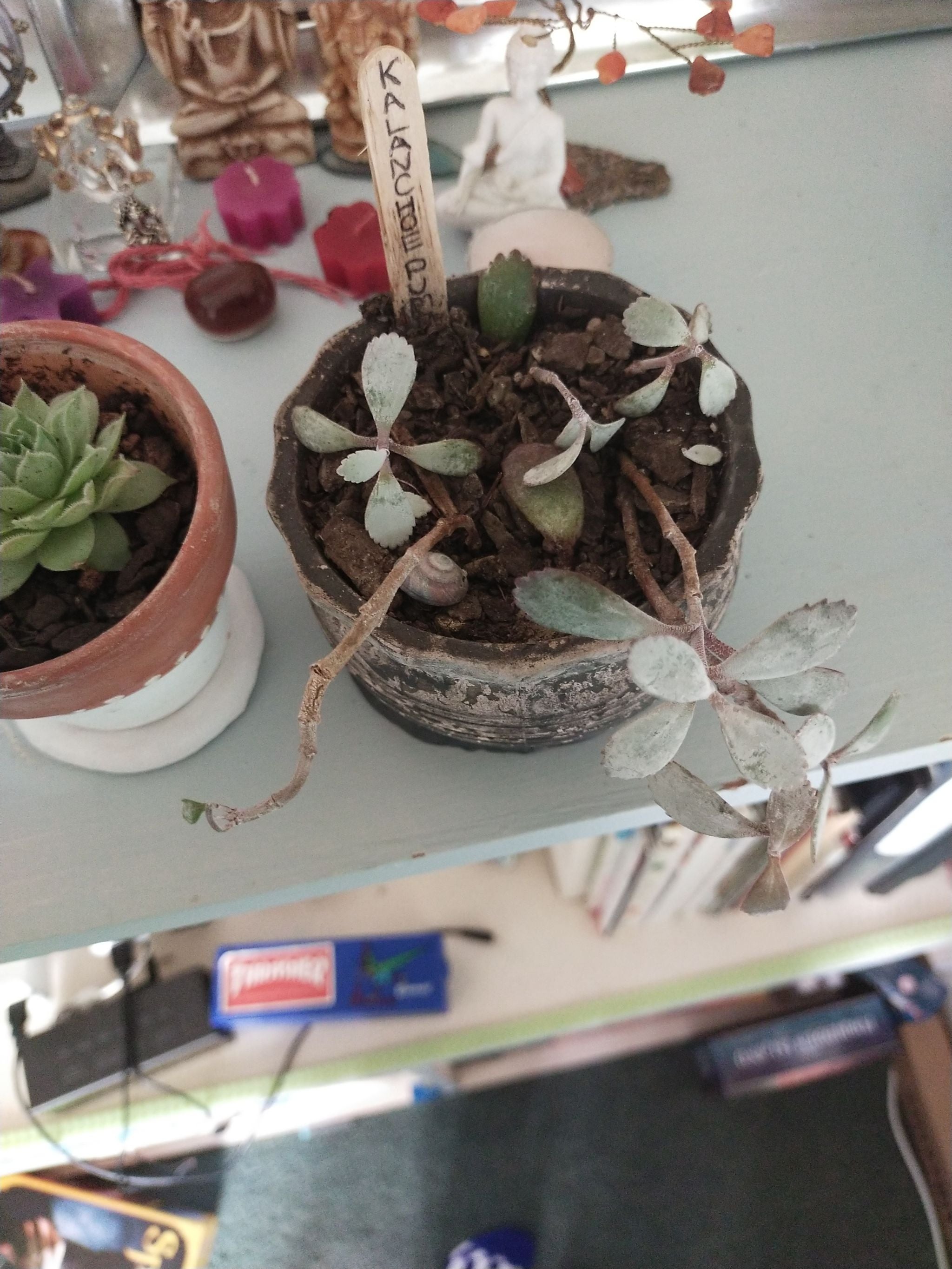 Flower Dust Plant Care 101: Water, Light & Growing Tips