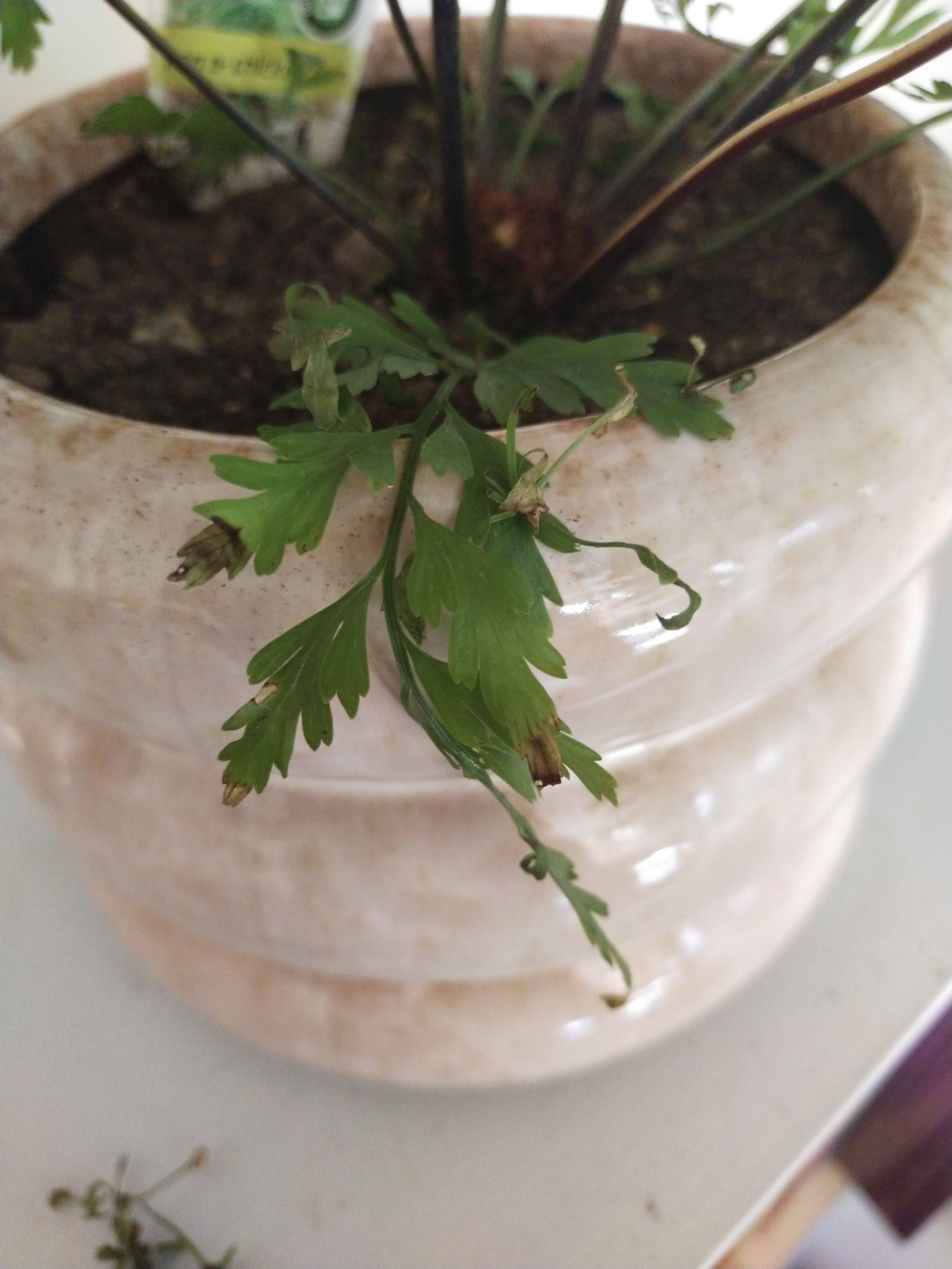 Propagating Your Hen and Chicken Fern: Step-by-Step Guide