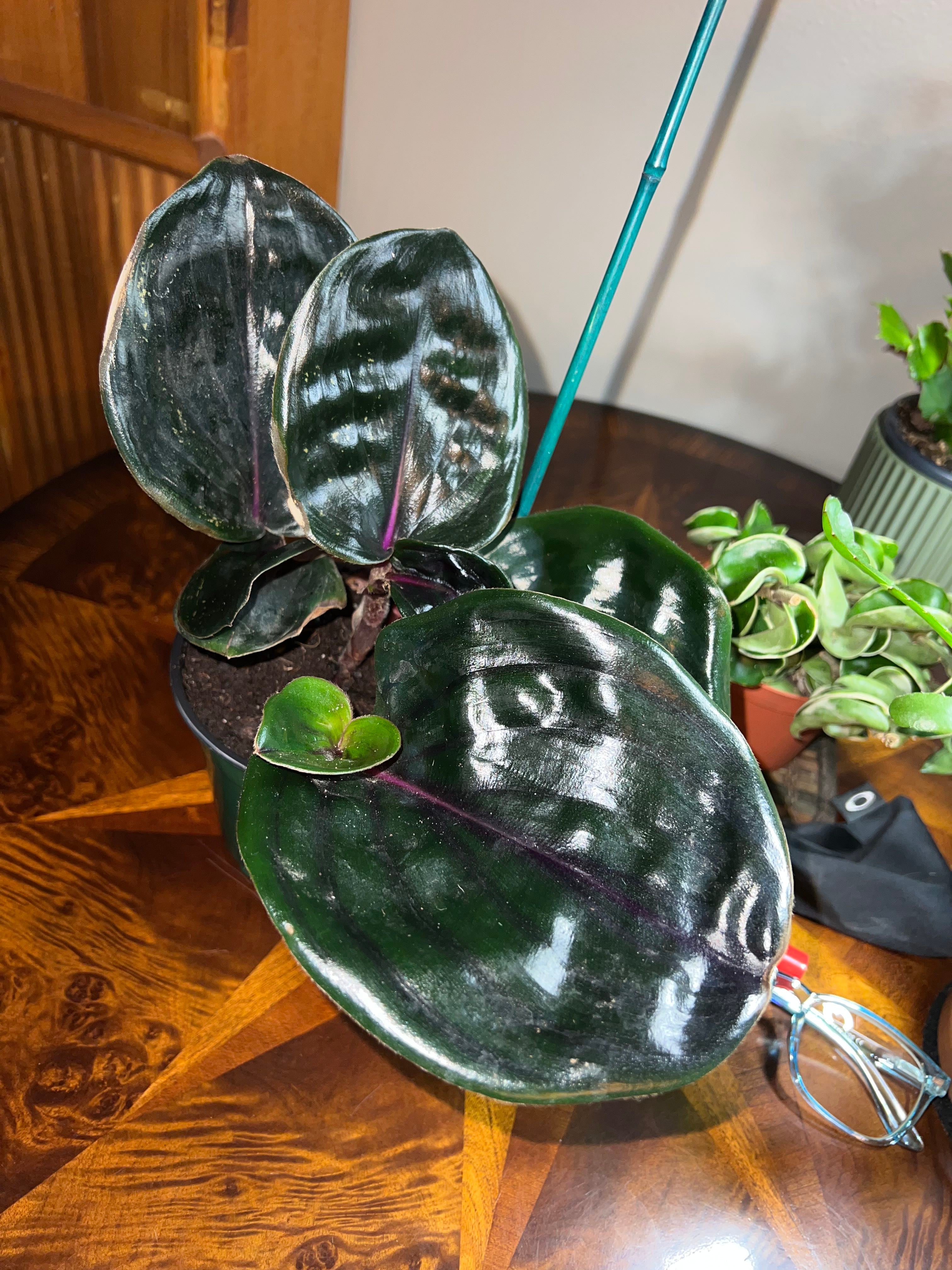 The Complete Geogenanthus poeppigii Plant Care Guide: Water, Light & Beyond