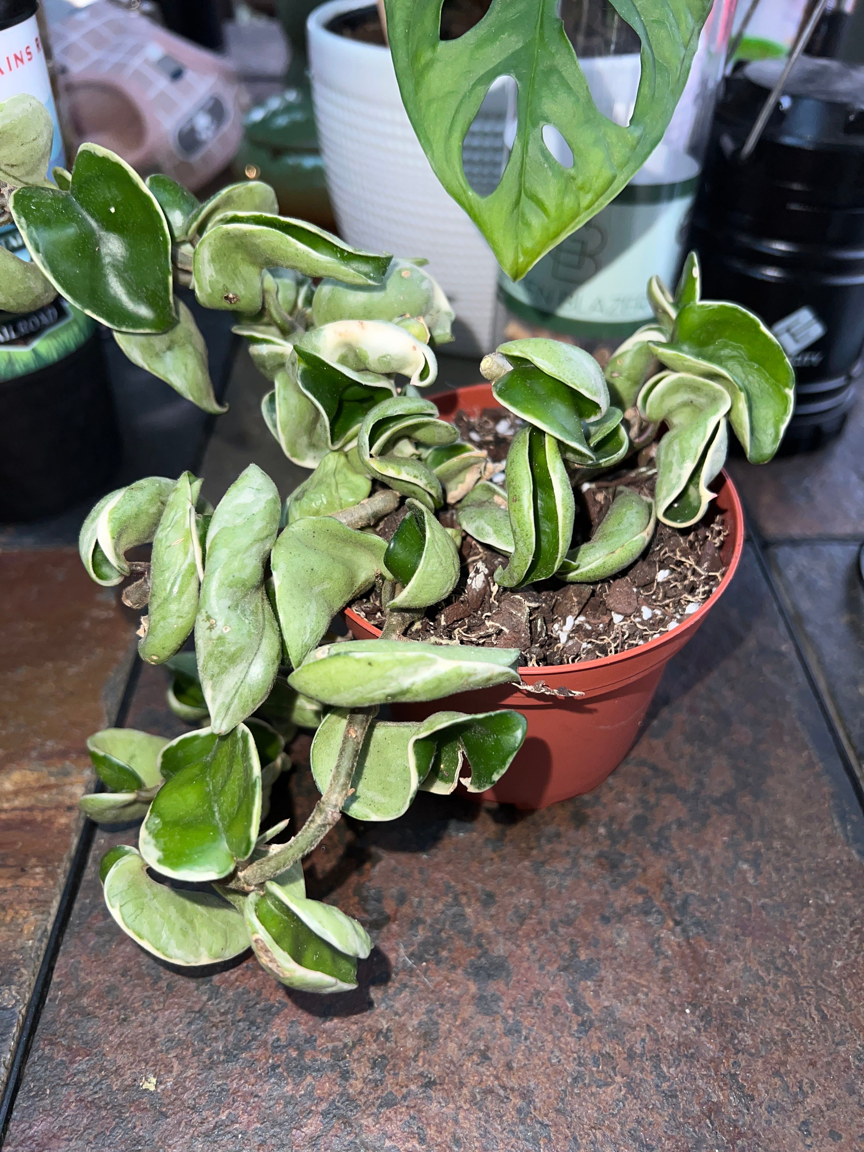 🌞 Your Variegated Hoya carnosa 'Compacta''s Light Requirements