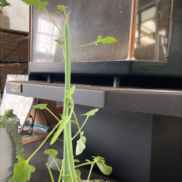 Black Spots on My Candle Plant Leaves