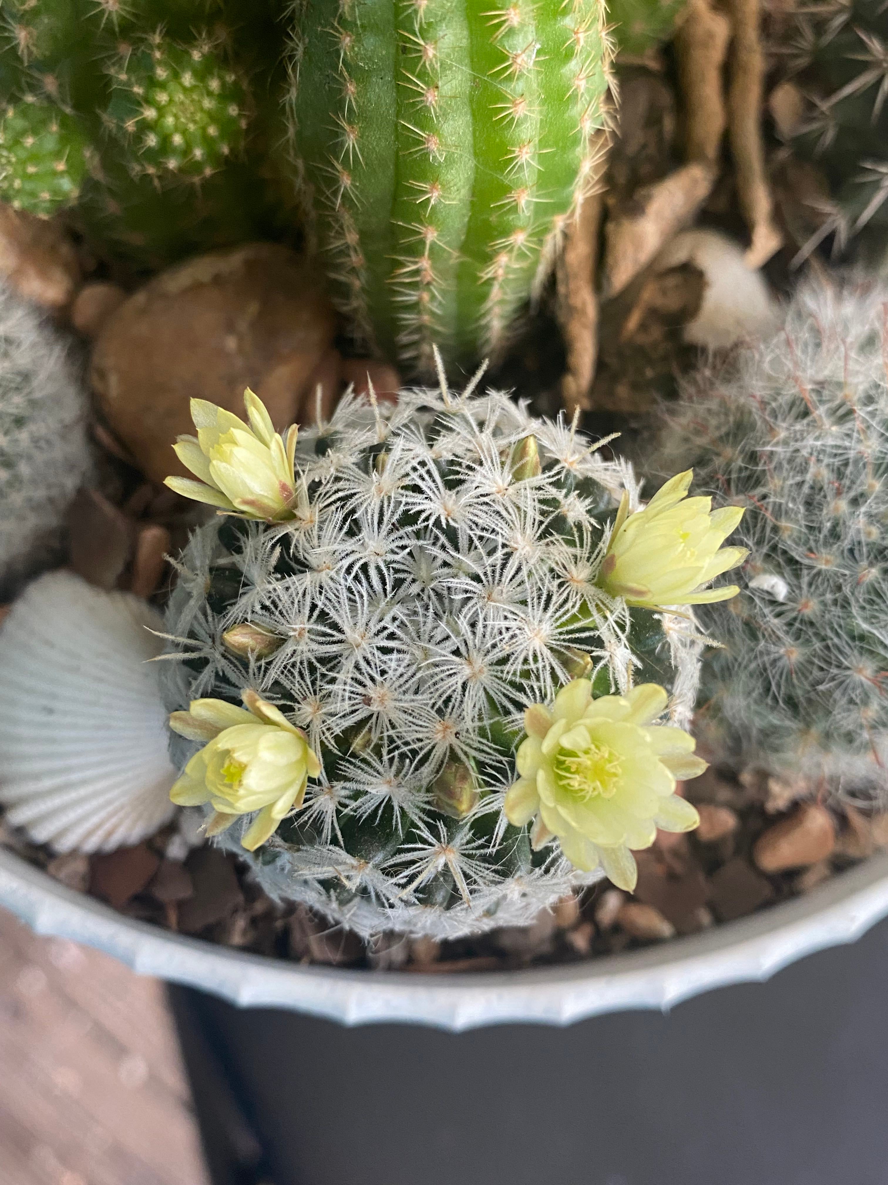 🌵 Why Are There Brown Spots on My Golf Ball Cactus Leaves?