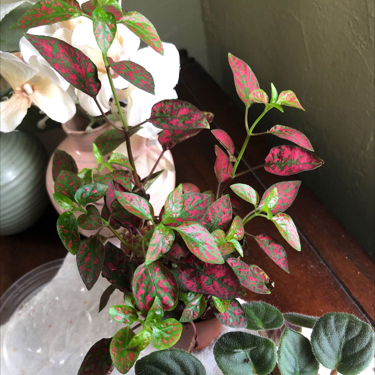 Perstephanie | A plant by Lexi on Greg