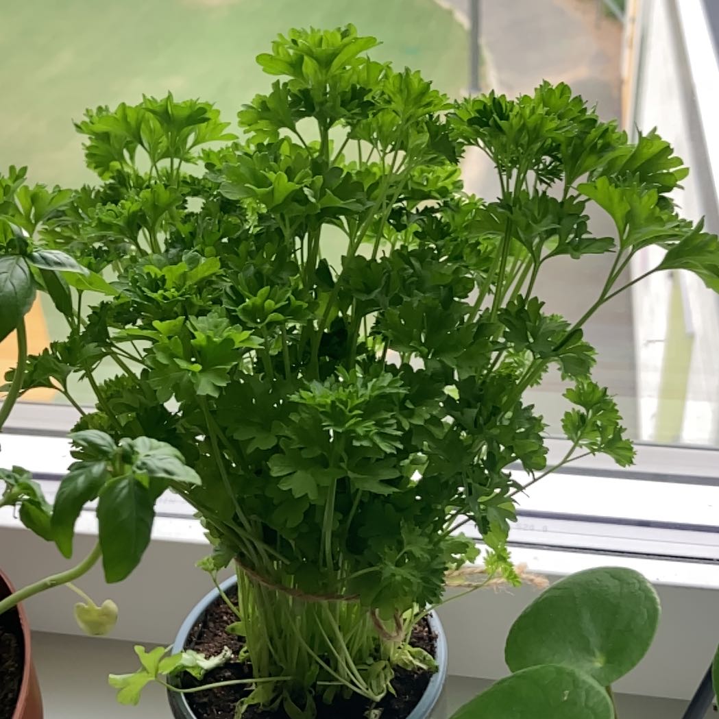 Messi | A plant by @GuardianKawaka on Greg