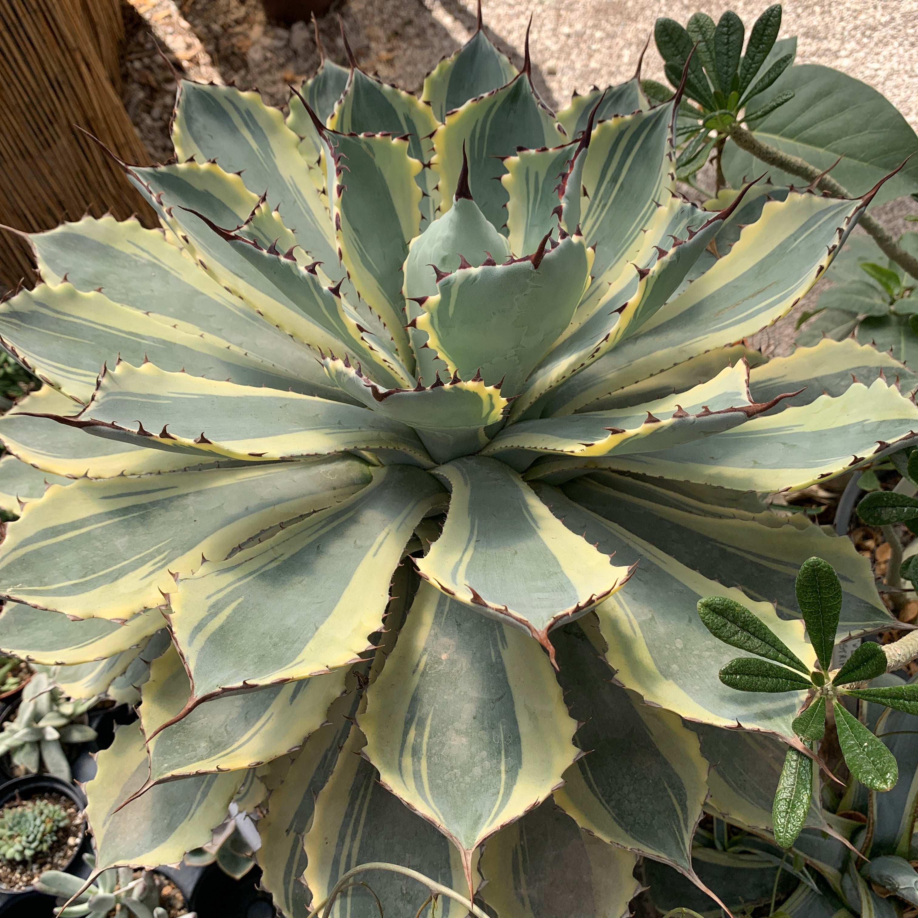 🦋 Why Are There Brown Spots on My Butterfly Agave Leaves?