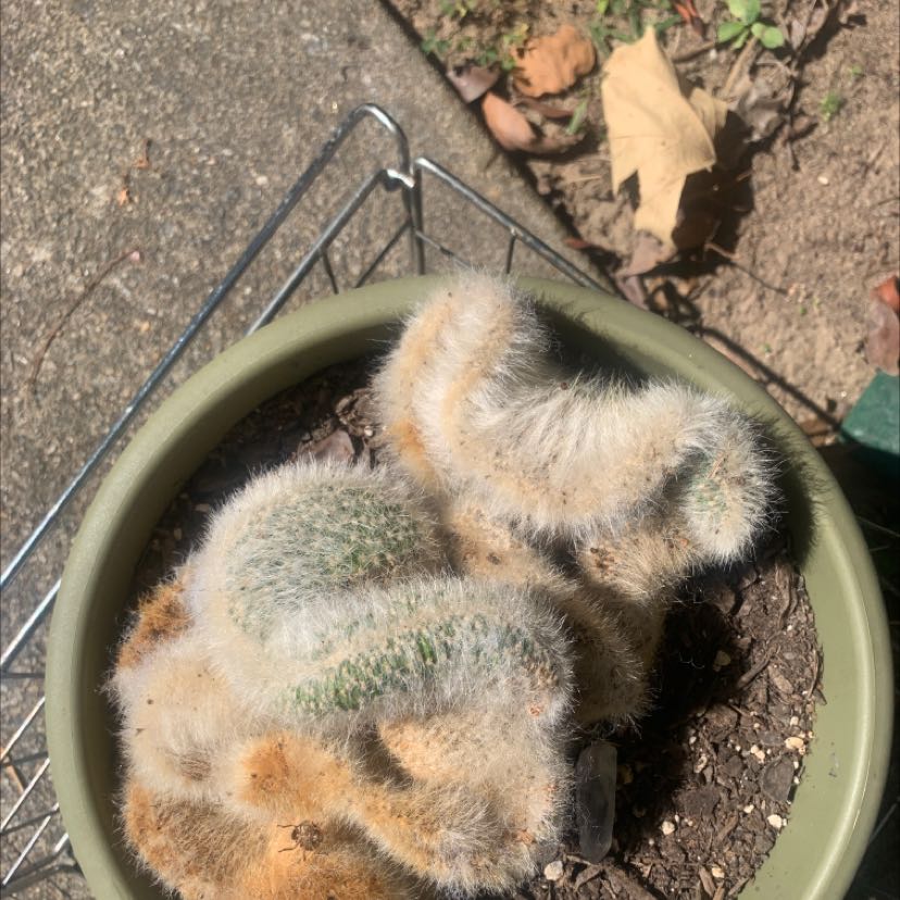 Personalized Cleistocactus strausii brain crested crest cactus Care ...