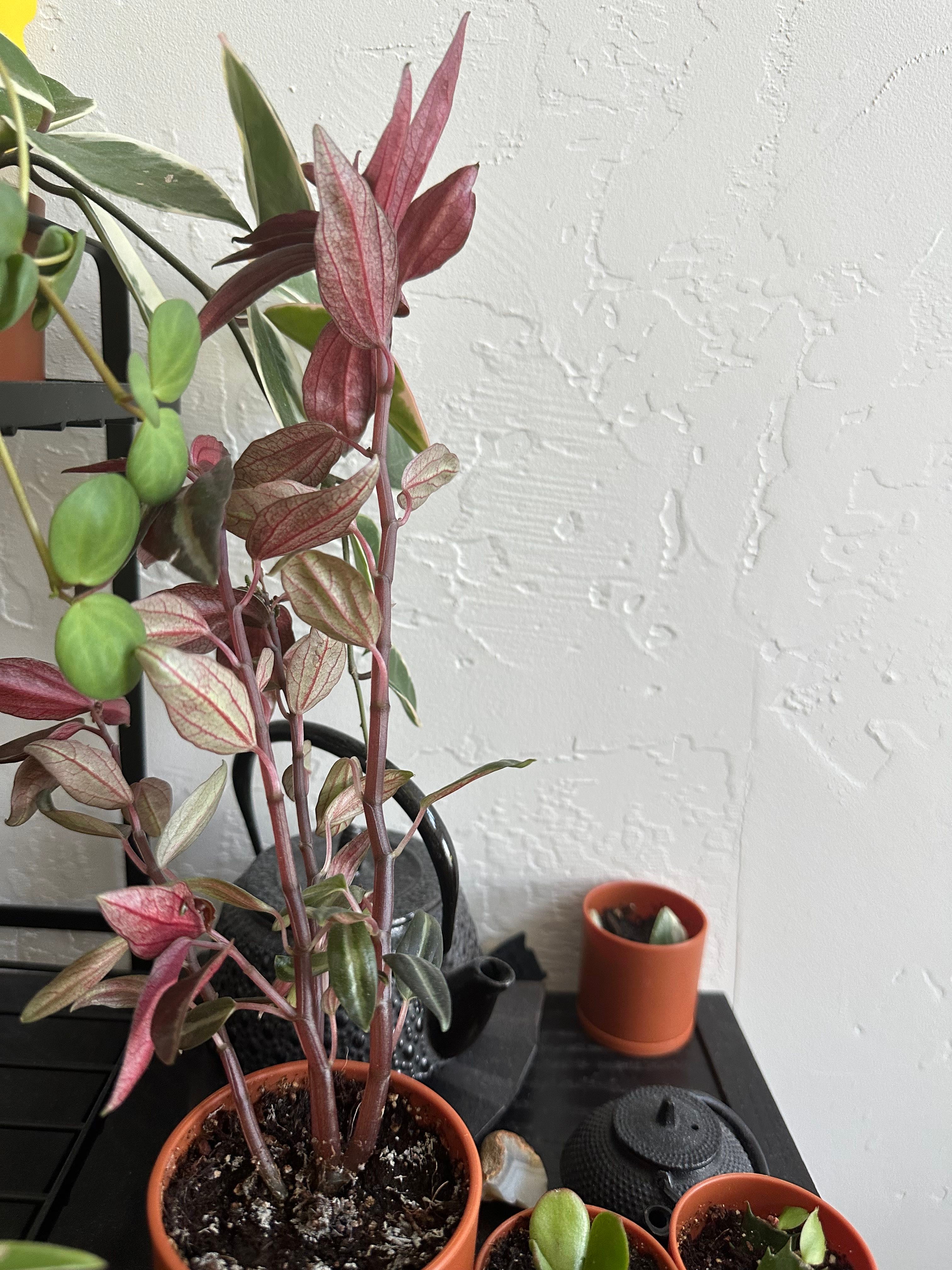 The Complete Emerald Ripple Peperomia Plant Care Guide: Water, Light ...