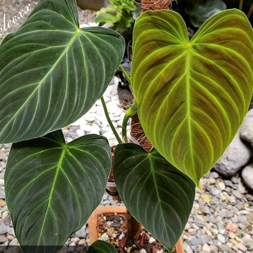 Symbolism and Benefits of the Philodendron Splendid