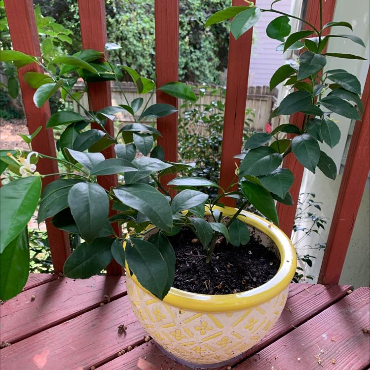 🍋 Should I Repot My Meyer Lemon Tree?