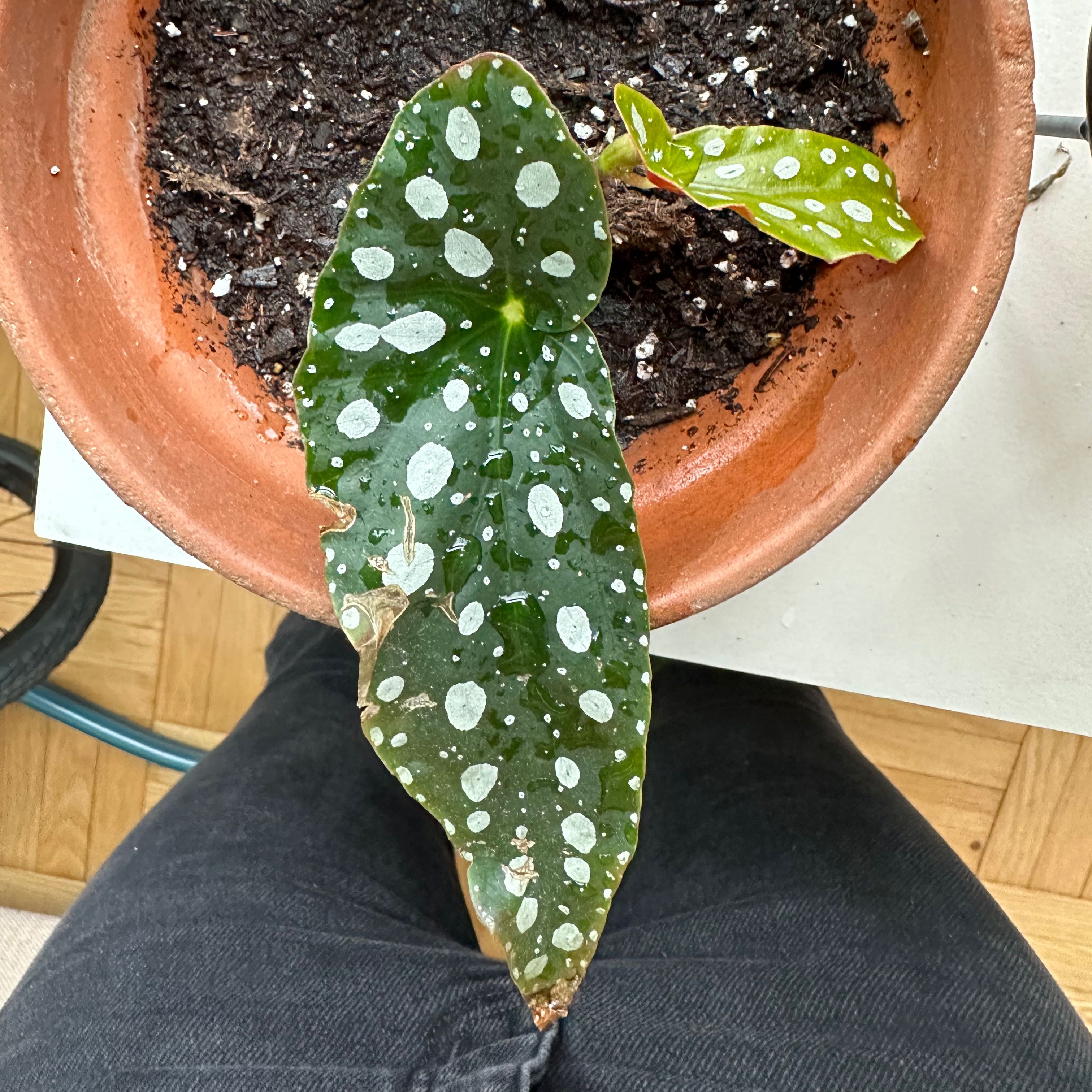 Dax | A plant by @PlantParade on Greg