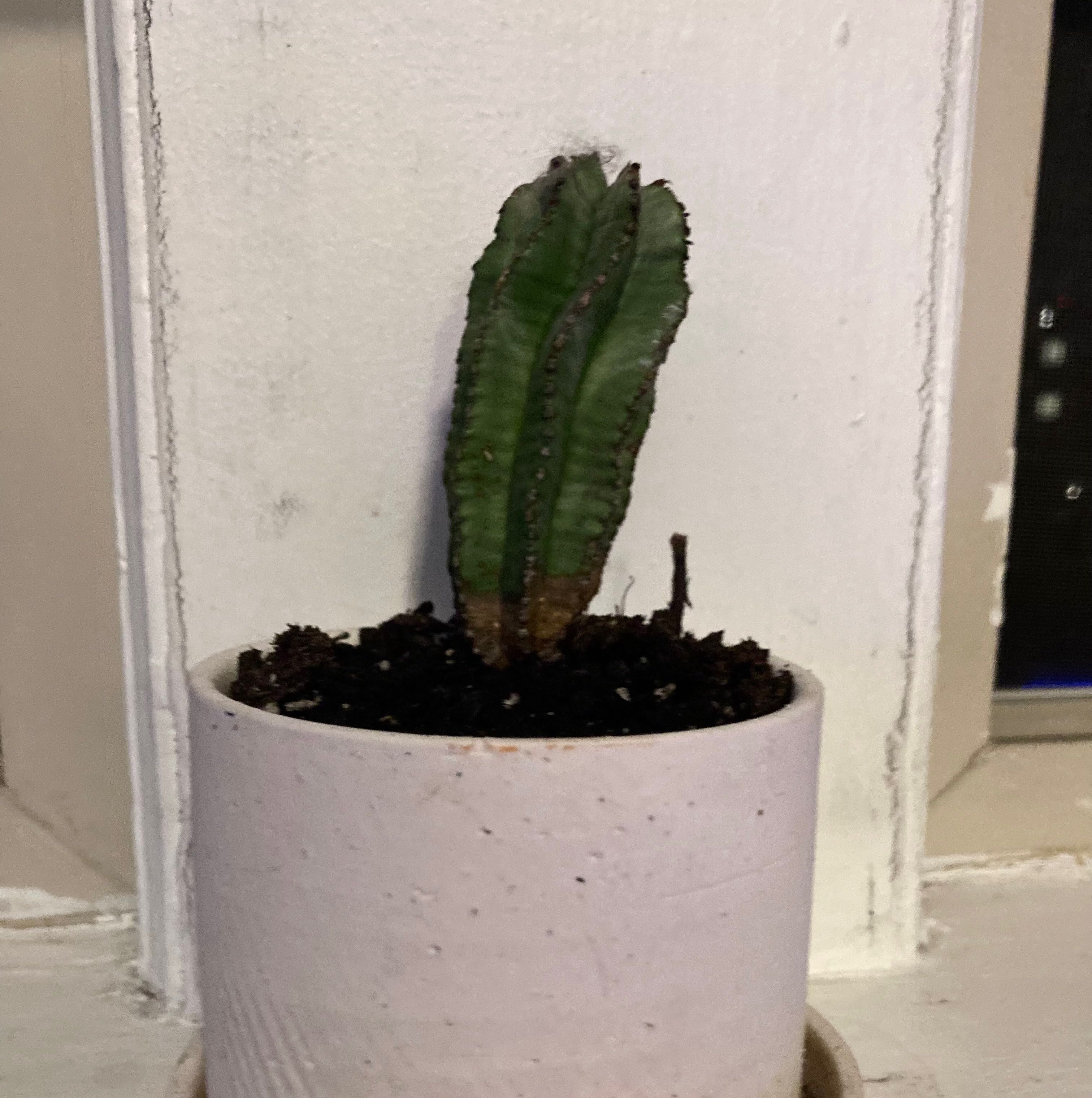 Alice | A plant by @ProlificTomato on Greg