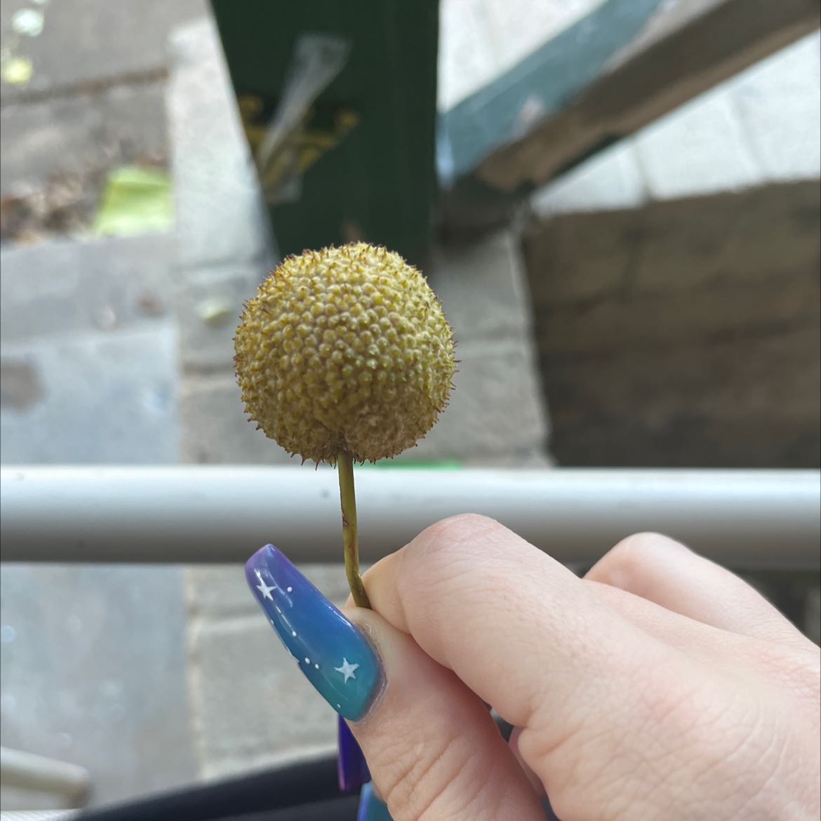 American Sycamore Root Rot Solutions