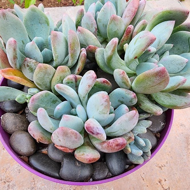 Pachyveria 'Blue Jasper' Plant Care: Water, Light, Nutrients | Greg App 🌱