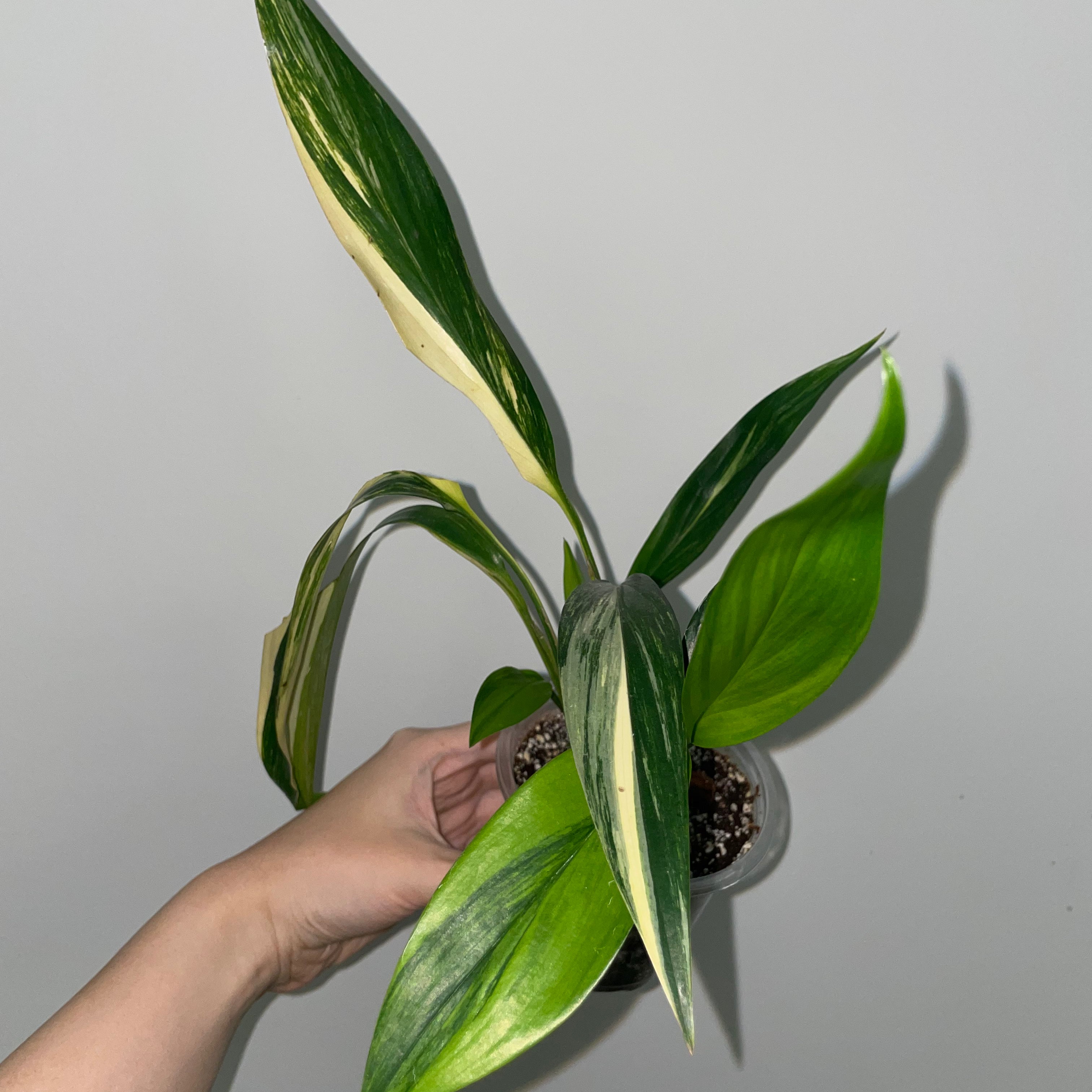 Why Are There Black Spots on My Pothos amplifolia Leaves?