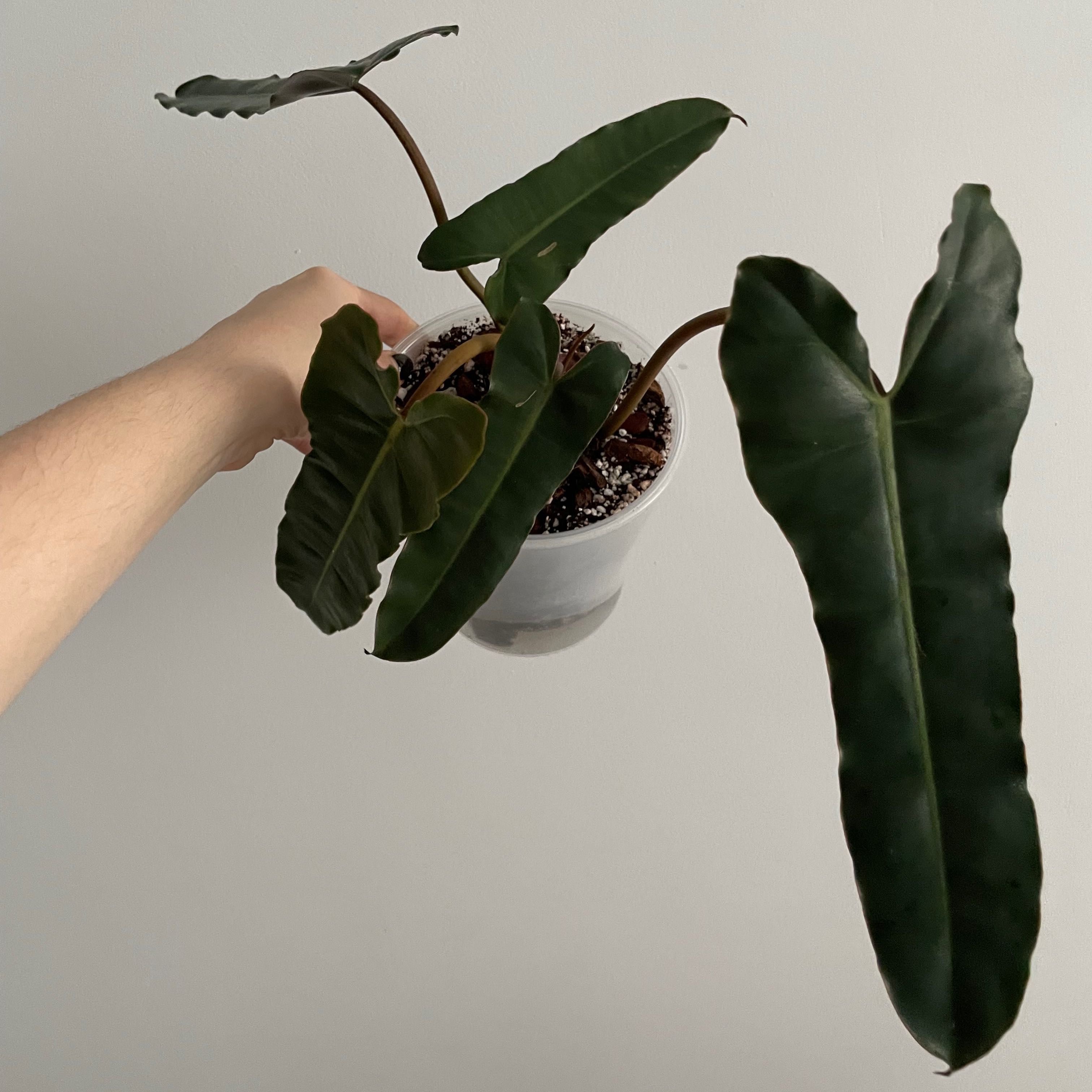 Propagating Philodendron atabapoense: Step-by-Step Guide