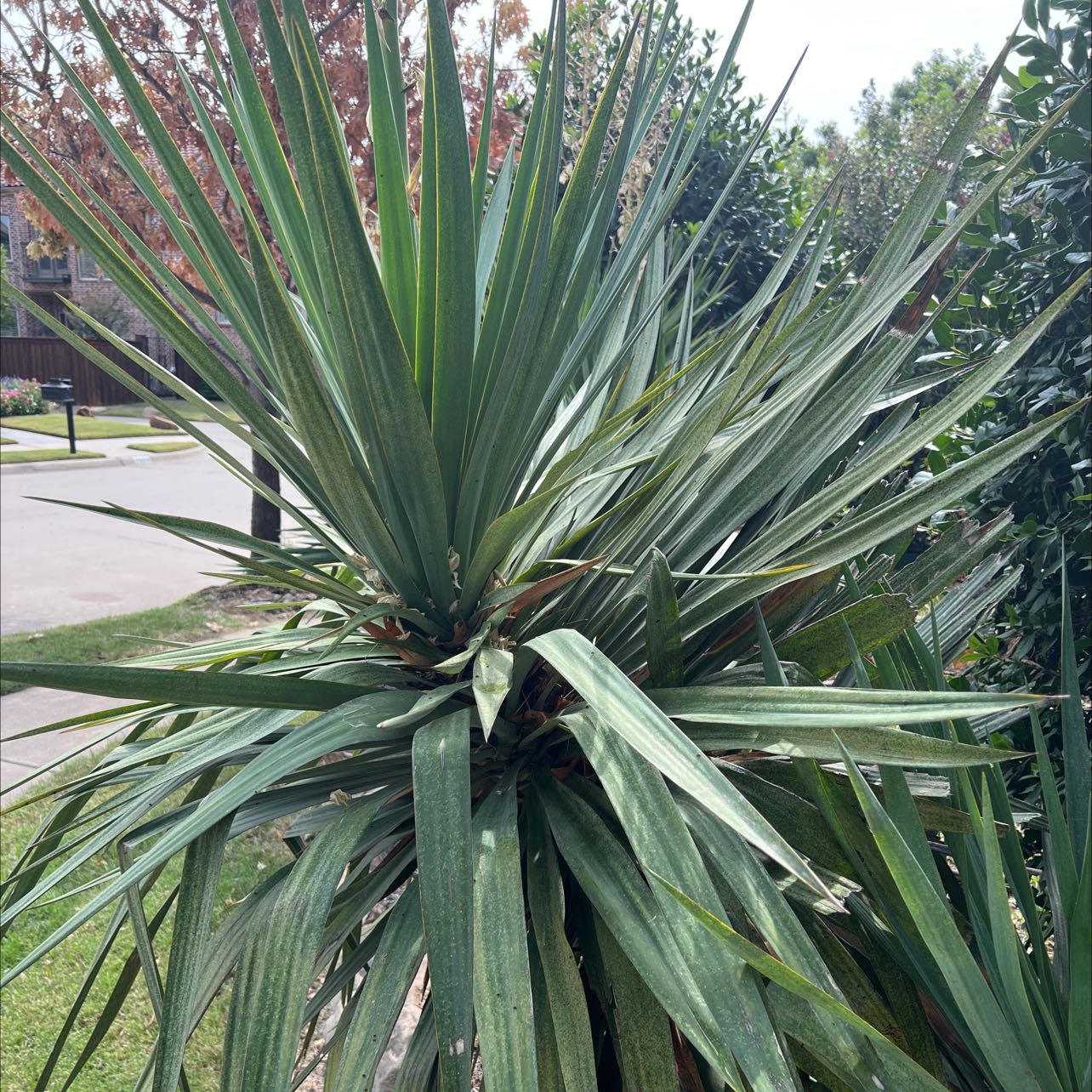 Why Are There Brown Spots on My Spanish Dagger?