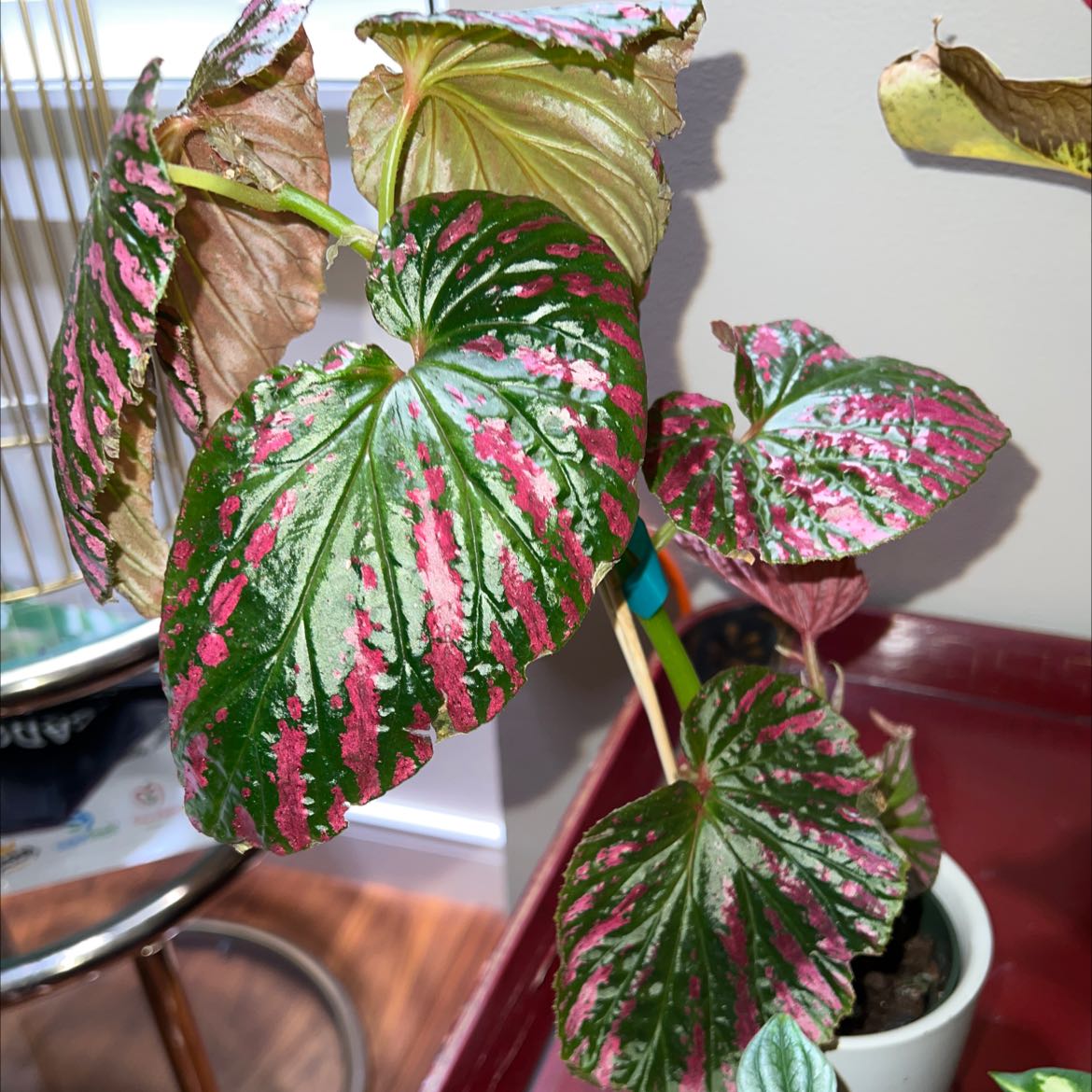 How Do I Fix Begonia Exotica Root Rot?