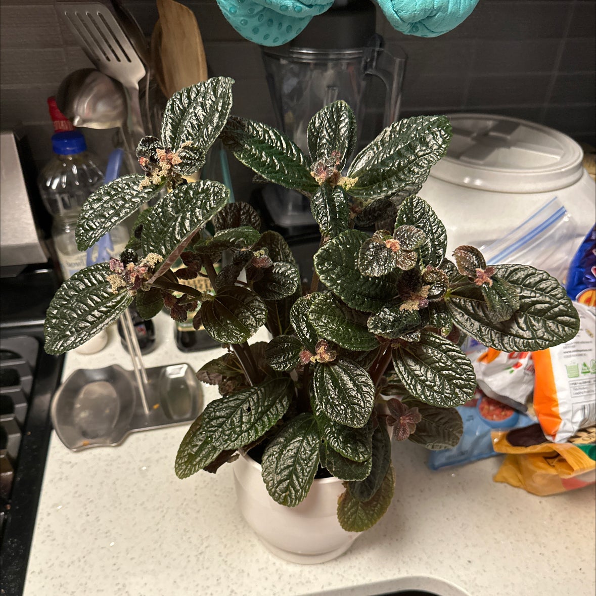 How to Get a Friendship Plant to Bloom