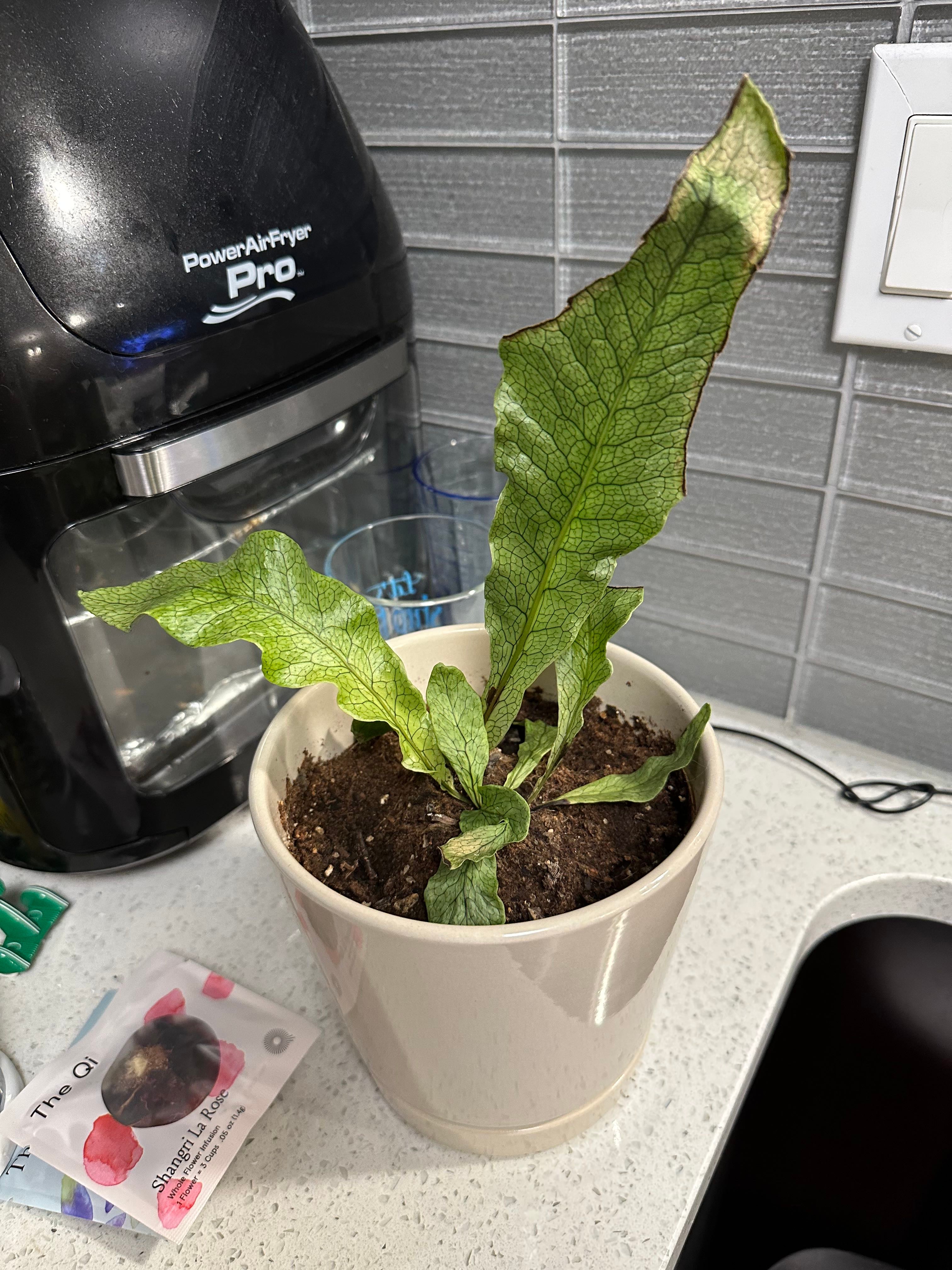 Green Flame Fern Care 101: Water, Light & Growing Tips