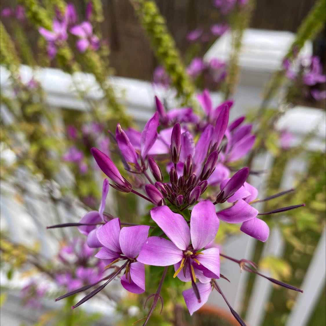 10 Advantages of Having a Spider Flower