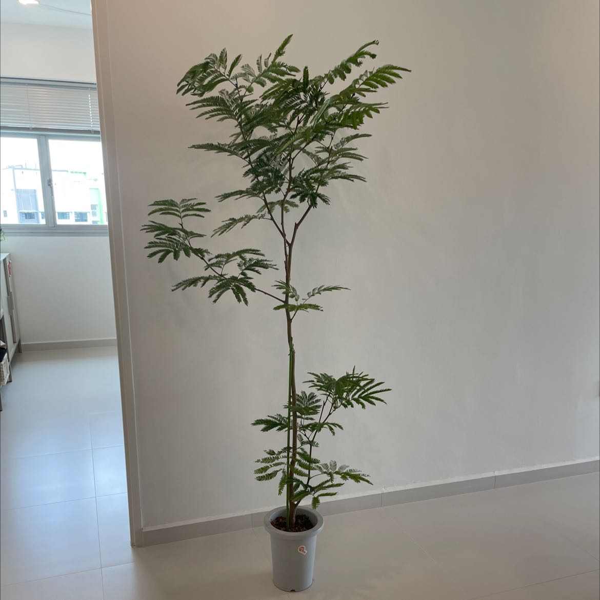 Personalized Japanese Everfresh Tree Care: Water, Light, Nutrients ...