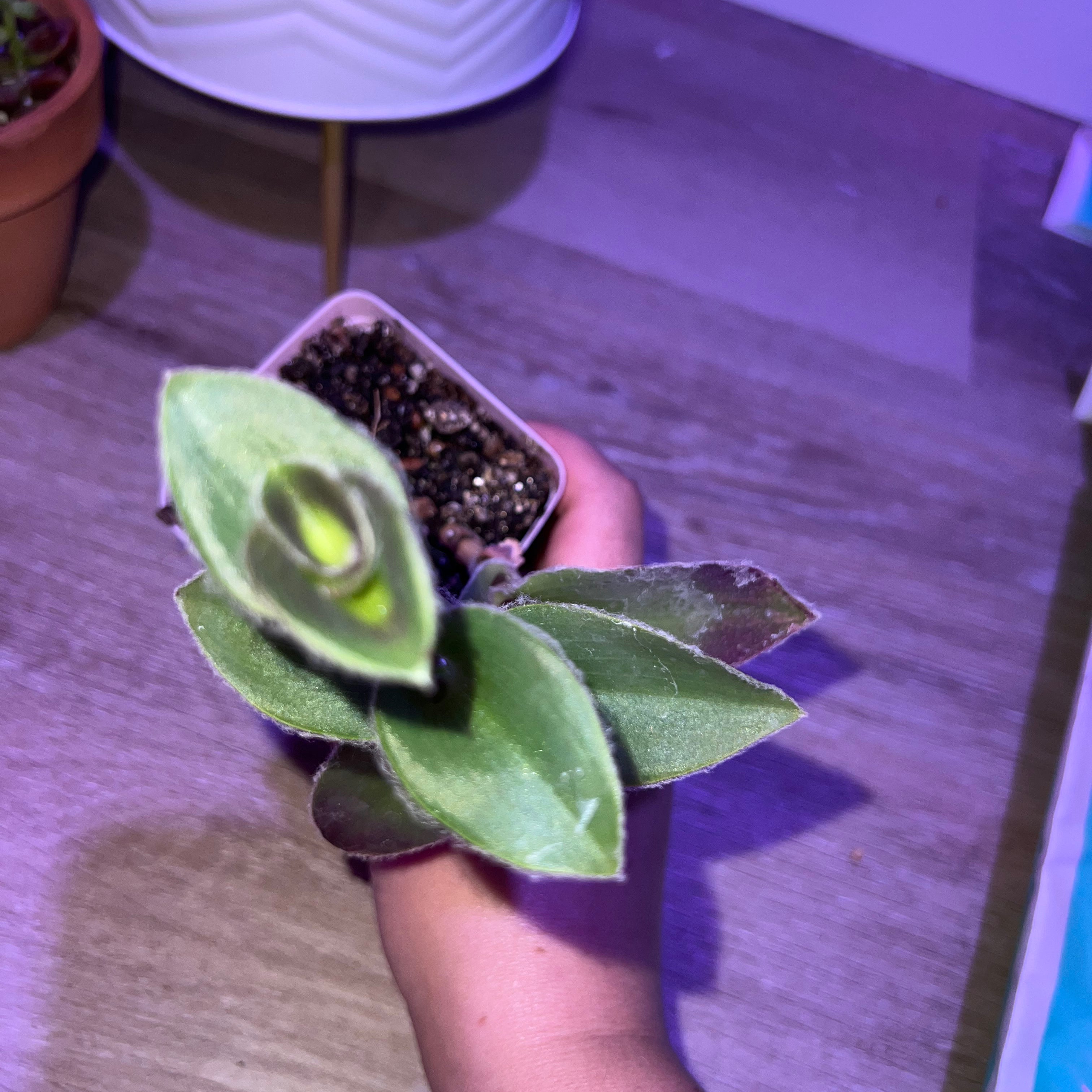 Personalized Pale Puma Care: Water, Light, Nutrients | Greg App