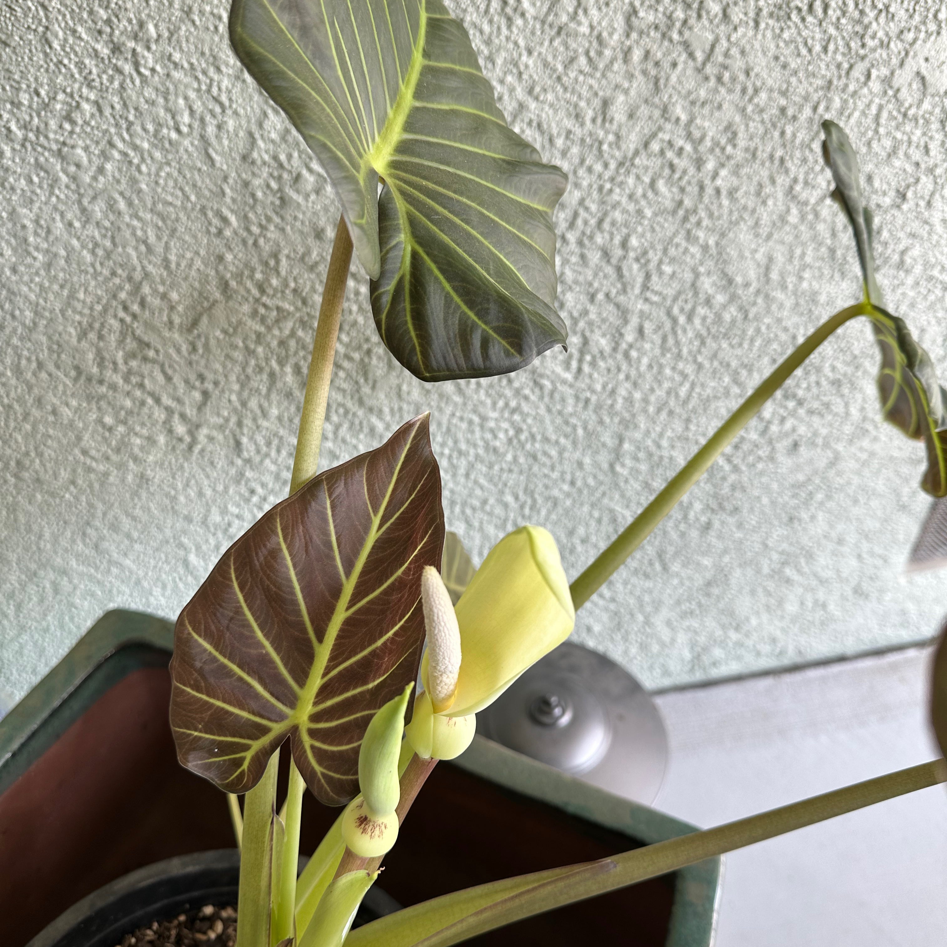 What Do Taro Flowers Mean?