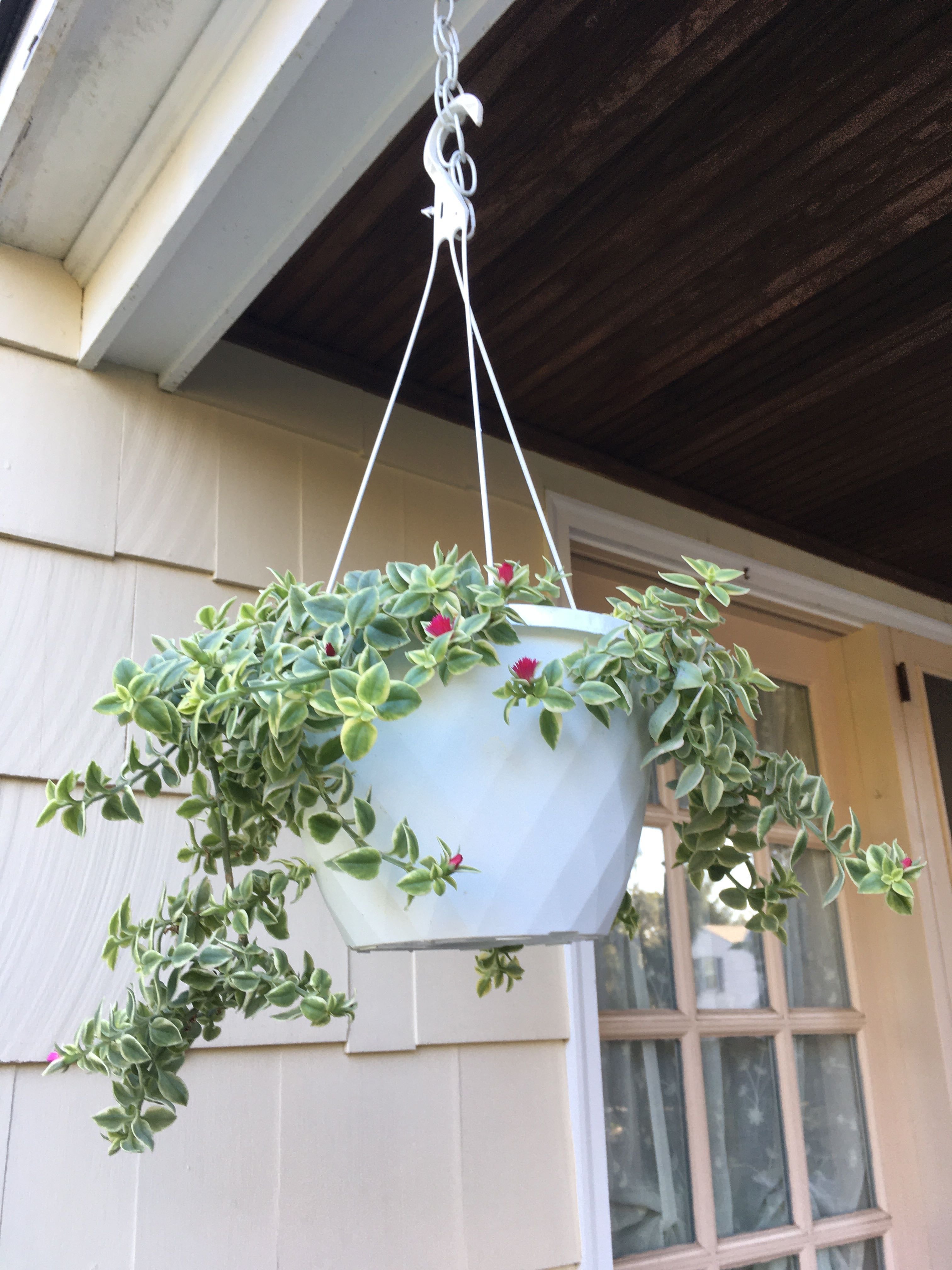 Saved my monstera adansonii from root rot! 😊