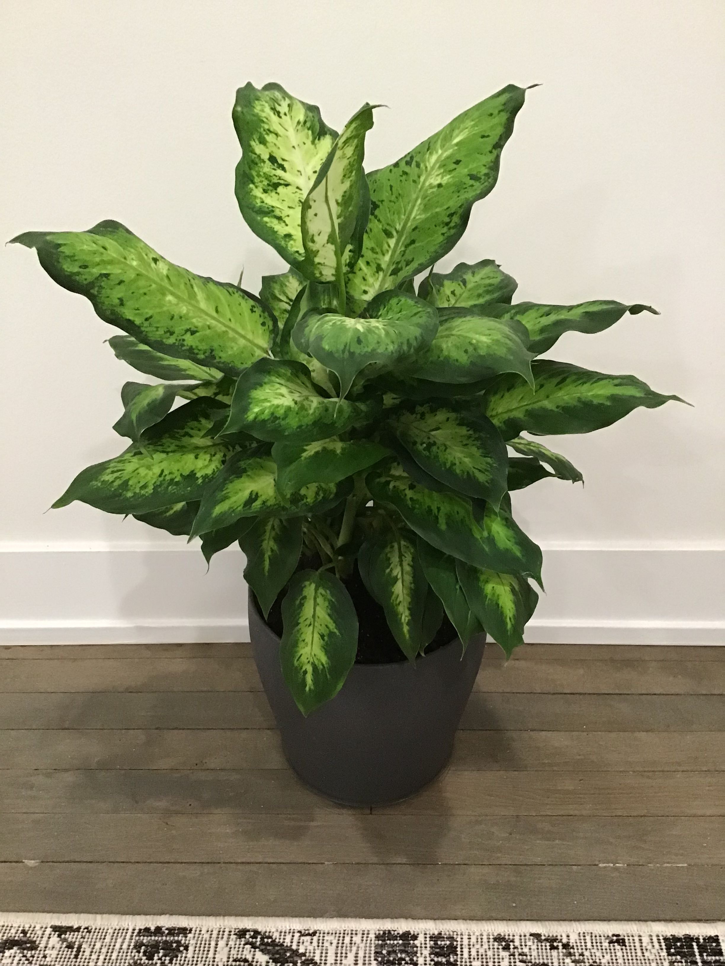 Propagating Dieffenbachia 'Compacta': Step-by-Step Guide